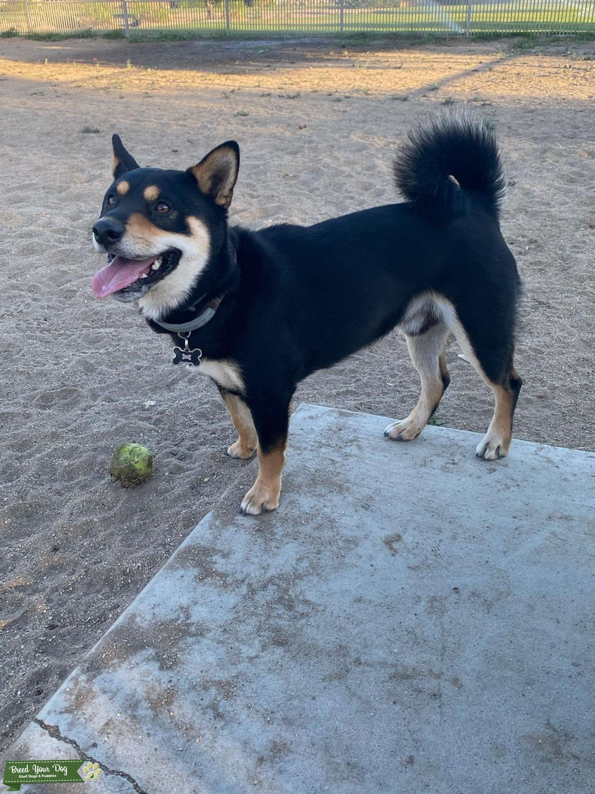 Tri colored shiba inu - Stud Dog in California, Malaysia | Breed Your Dog