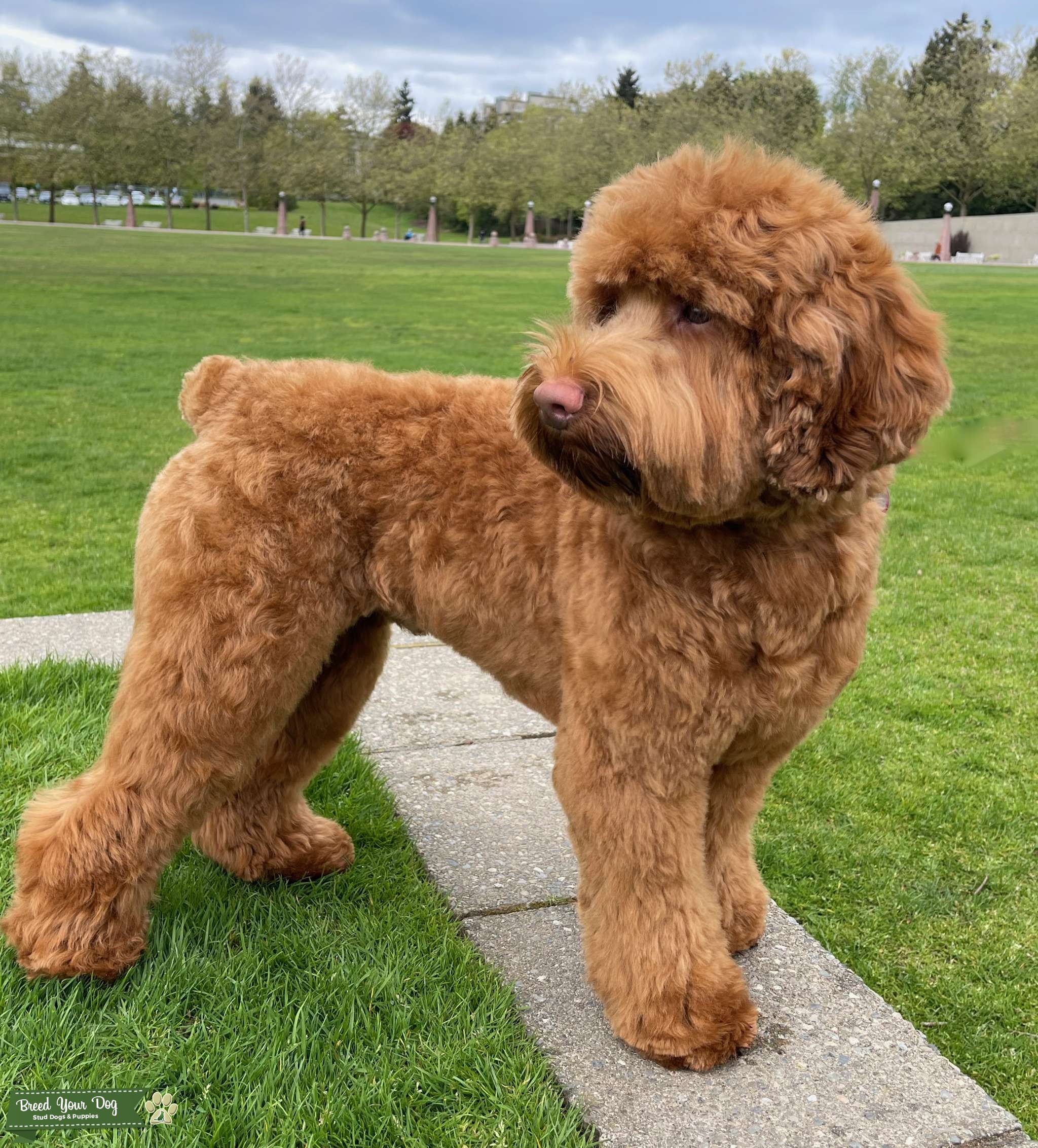 Whoodle Stud Dog - Stud Dog in Northwest, based in Bellevue, Wa, the ...