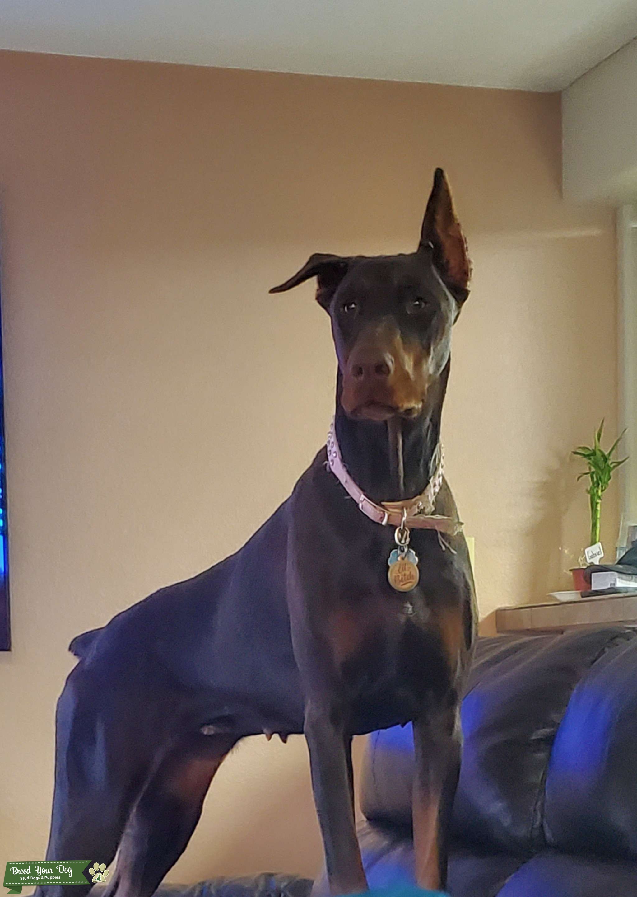 Red/Rust Doberman - Stud Dog in Colorado, the United States | Breed ...