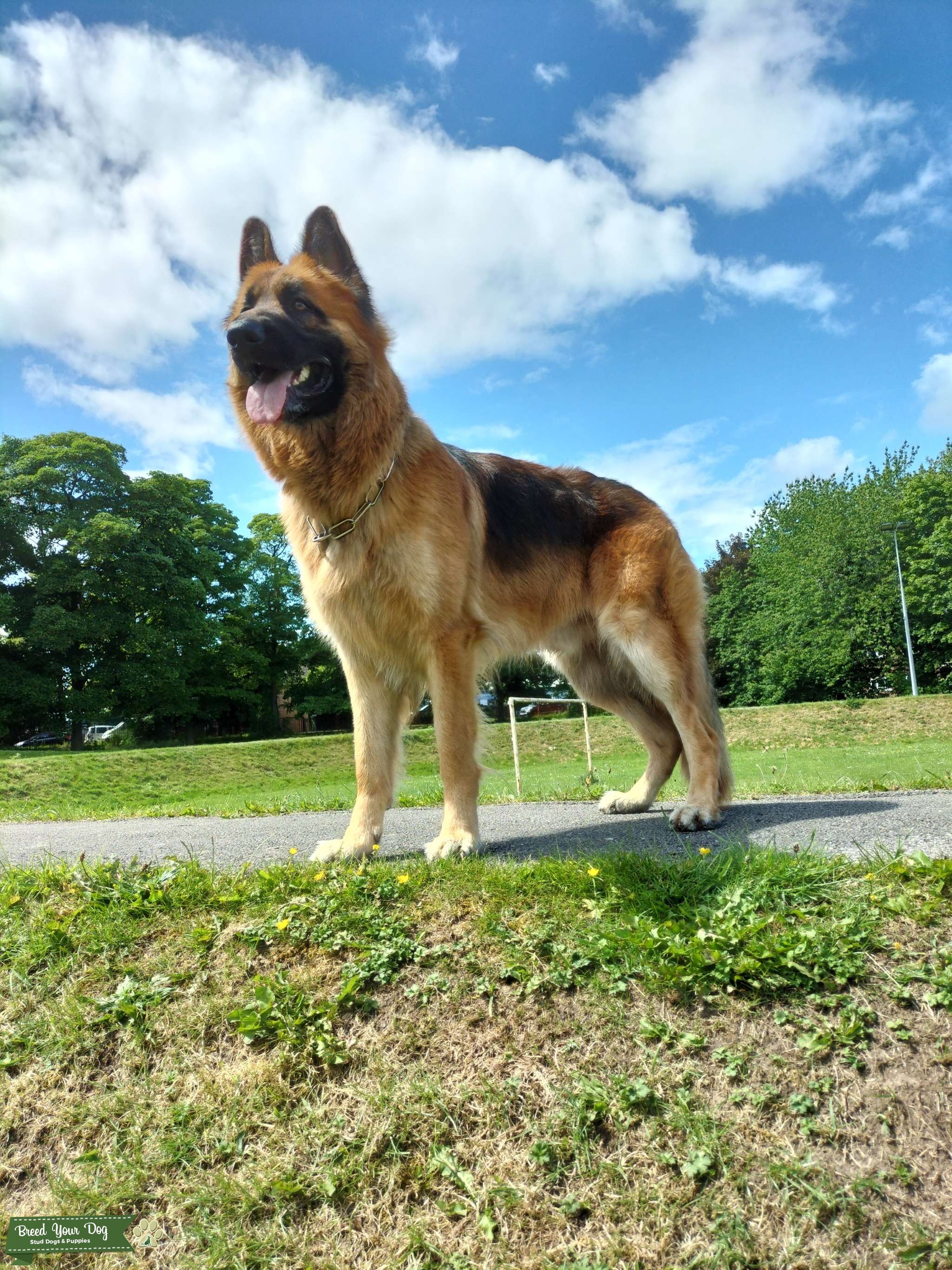 German shepherd male stud - Stud Dog in South Yorkshire, the United ...