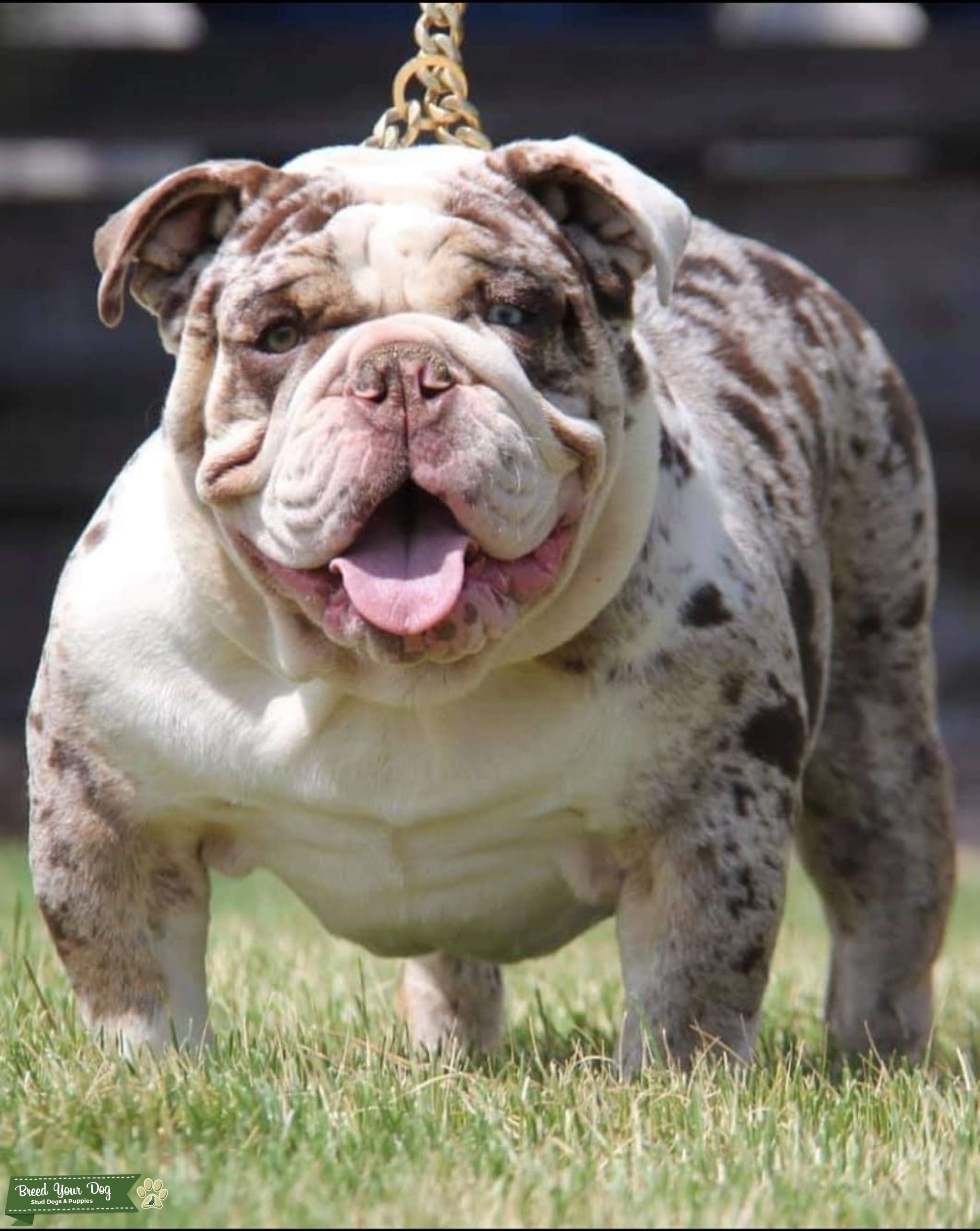 Chocolate Tri Merle - Stud Dog in Denver, CO, the United States | Breed ...