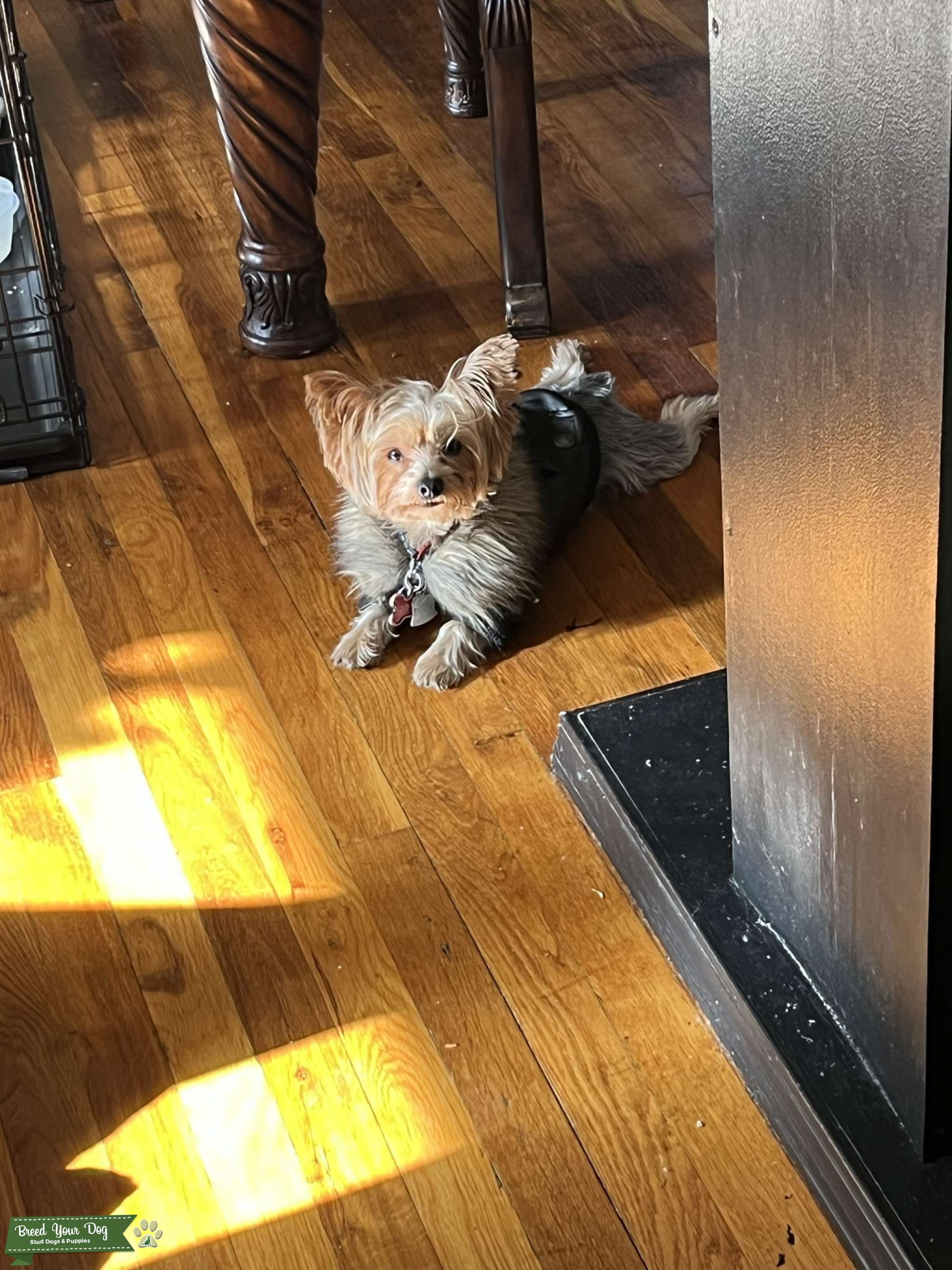 Simba the king - Stud Dog in New york, United States | Breed Your Dog