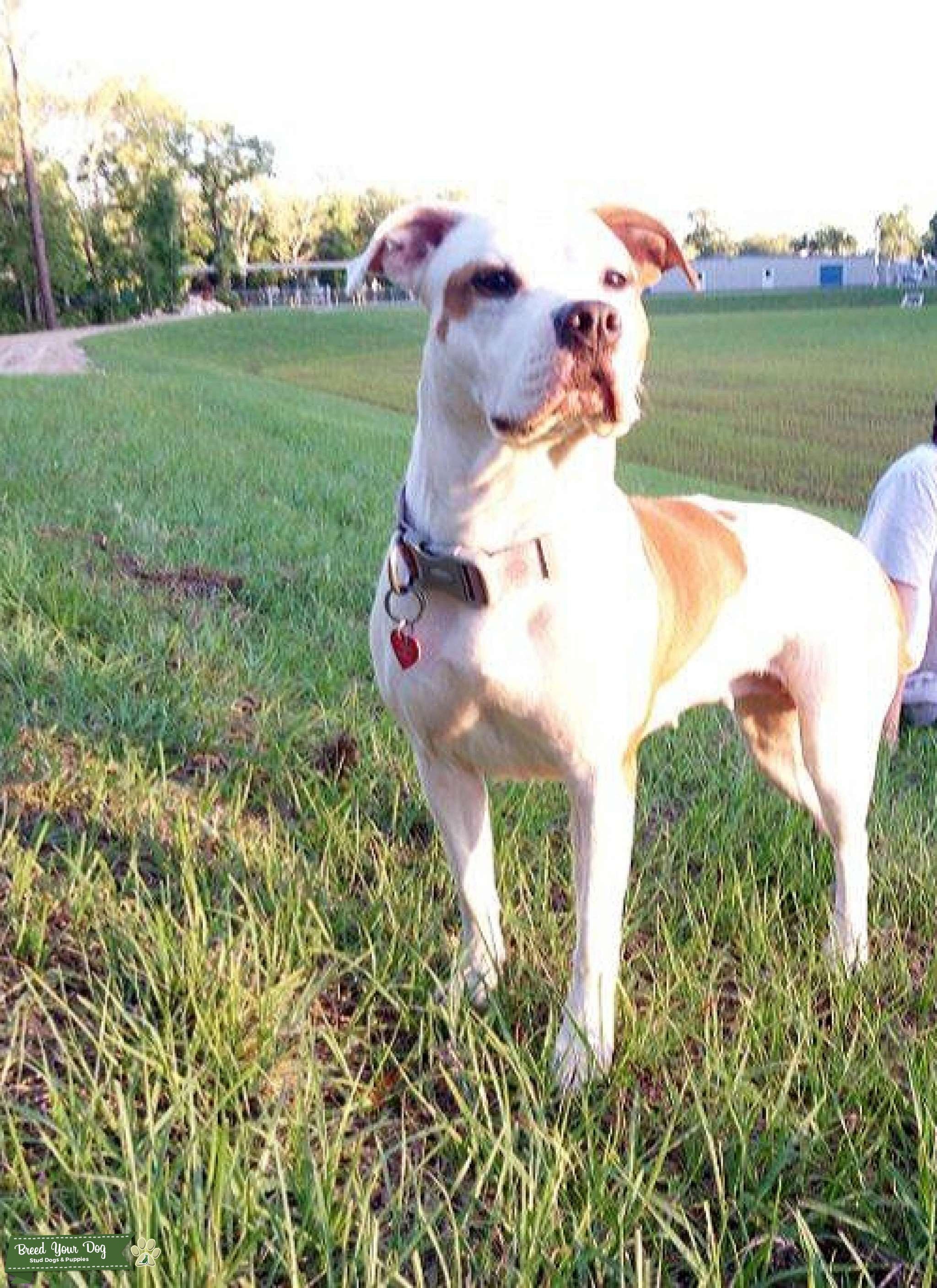 Wanting to breed my beautiful little lady (American bulldog) - Stud Dog ...