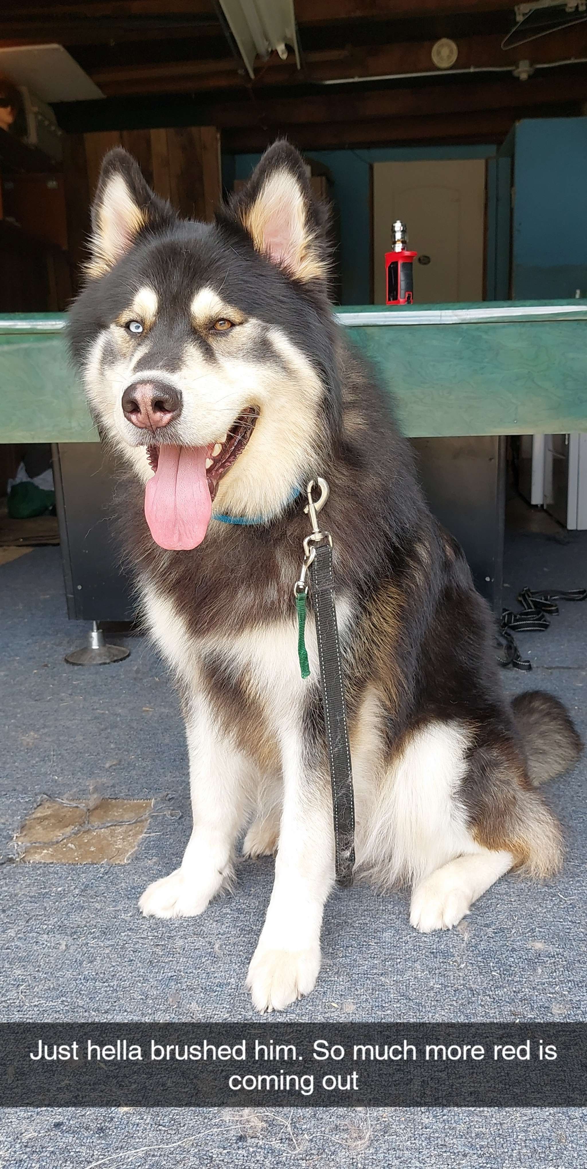 Husky Mutt (Great Breeds) - Stud Dog in California, United States ...