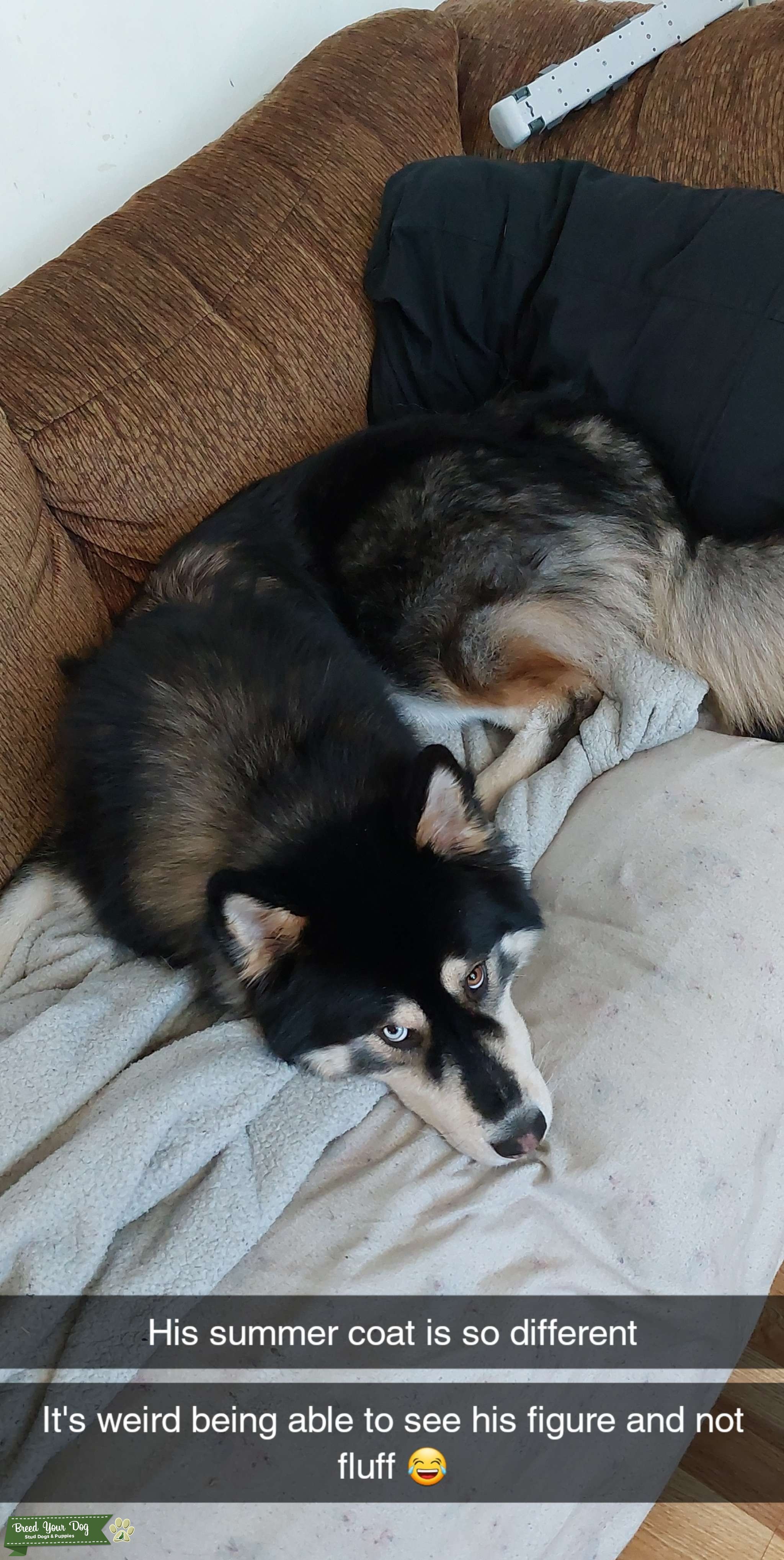 Husky Mutt (Great Breeds) - Stud Dog in California, the United States ...