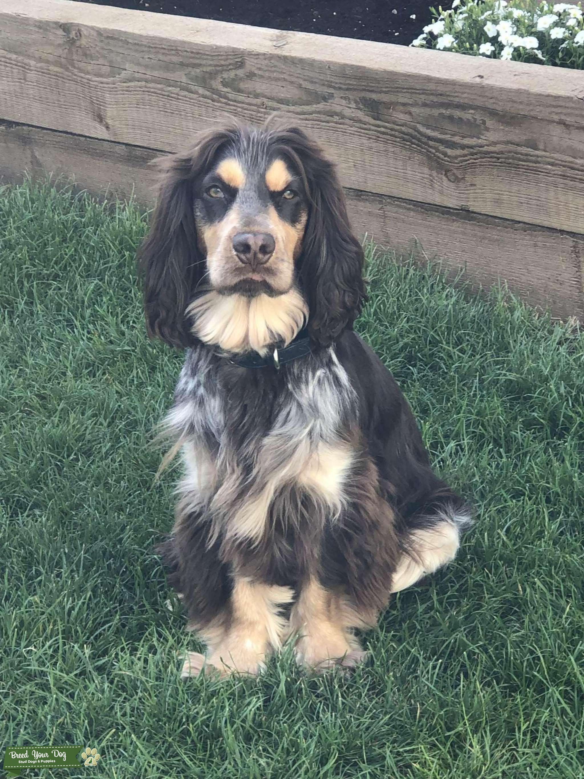 Cocker Spaniel To Stud-Chocolate Sable DNA TESTED - Stud Dog in Beds ...