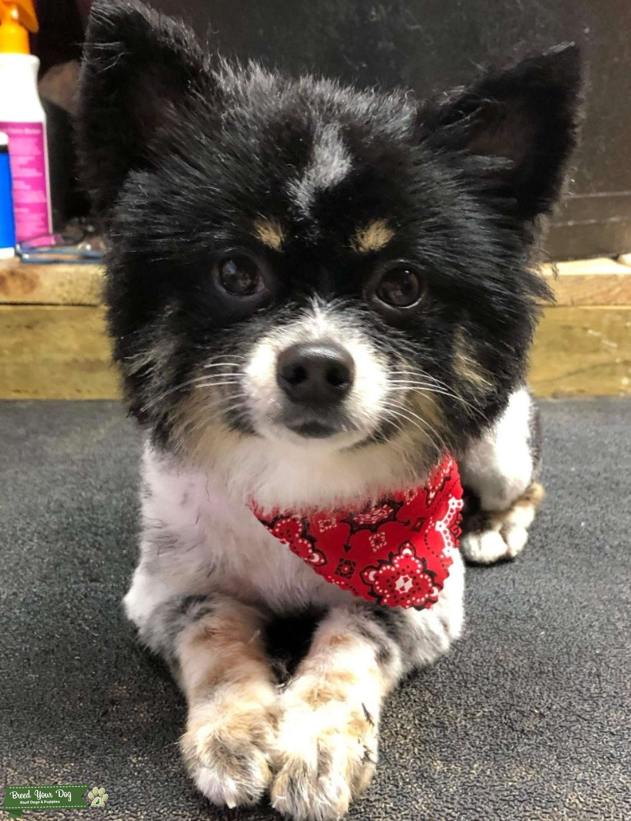 Tri-color (parti) male Pomeranian for breeding - Stud Dog in Oklahoma ...