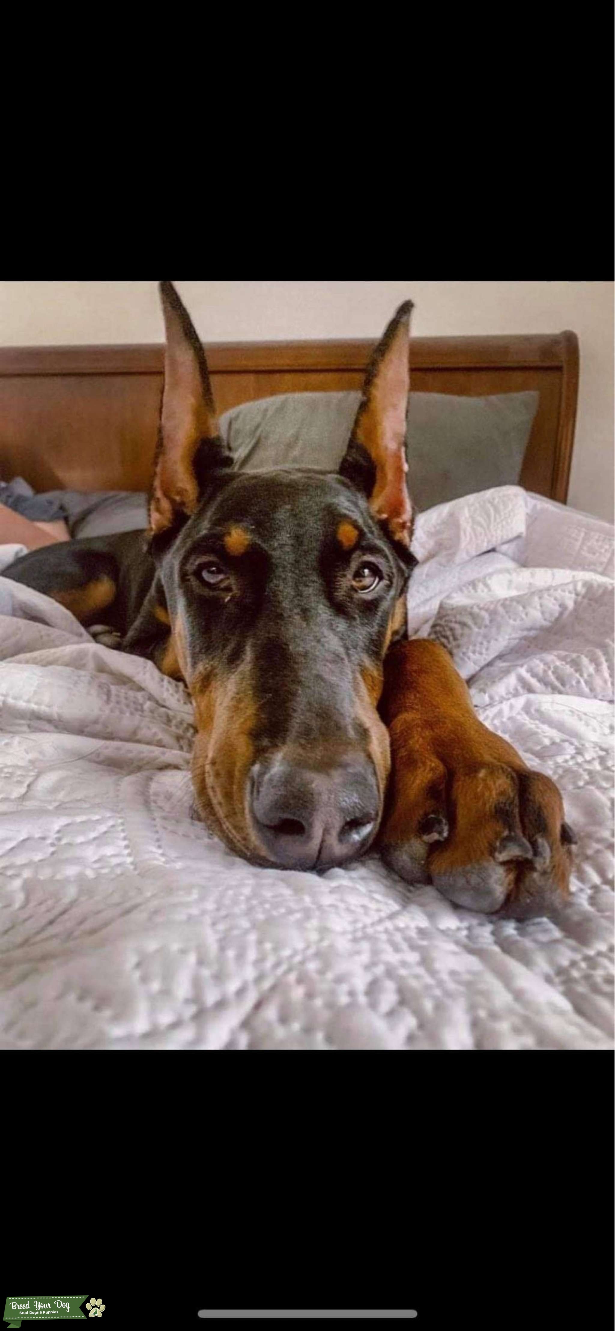 Black and rust European Doberman - Stud Dog in VT, the United States ...