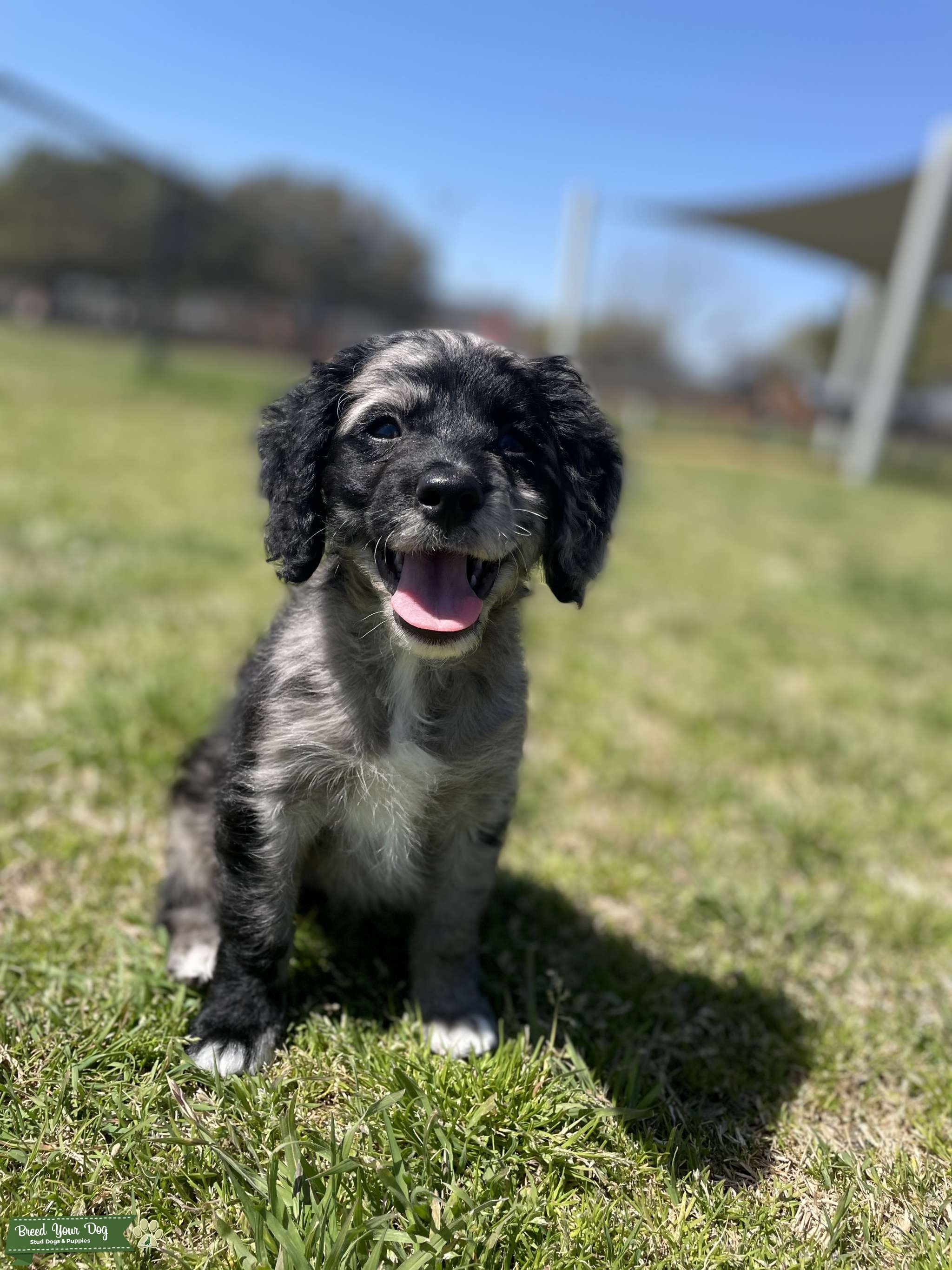 Merle Cockapoo Stud - Stud Dog in North Texas, United States | Breed ...