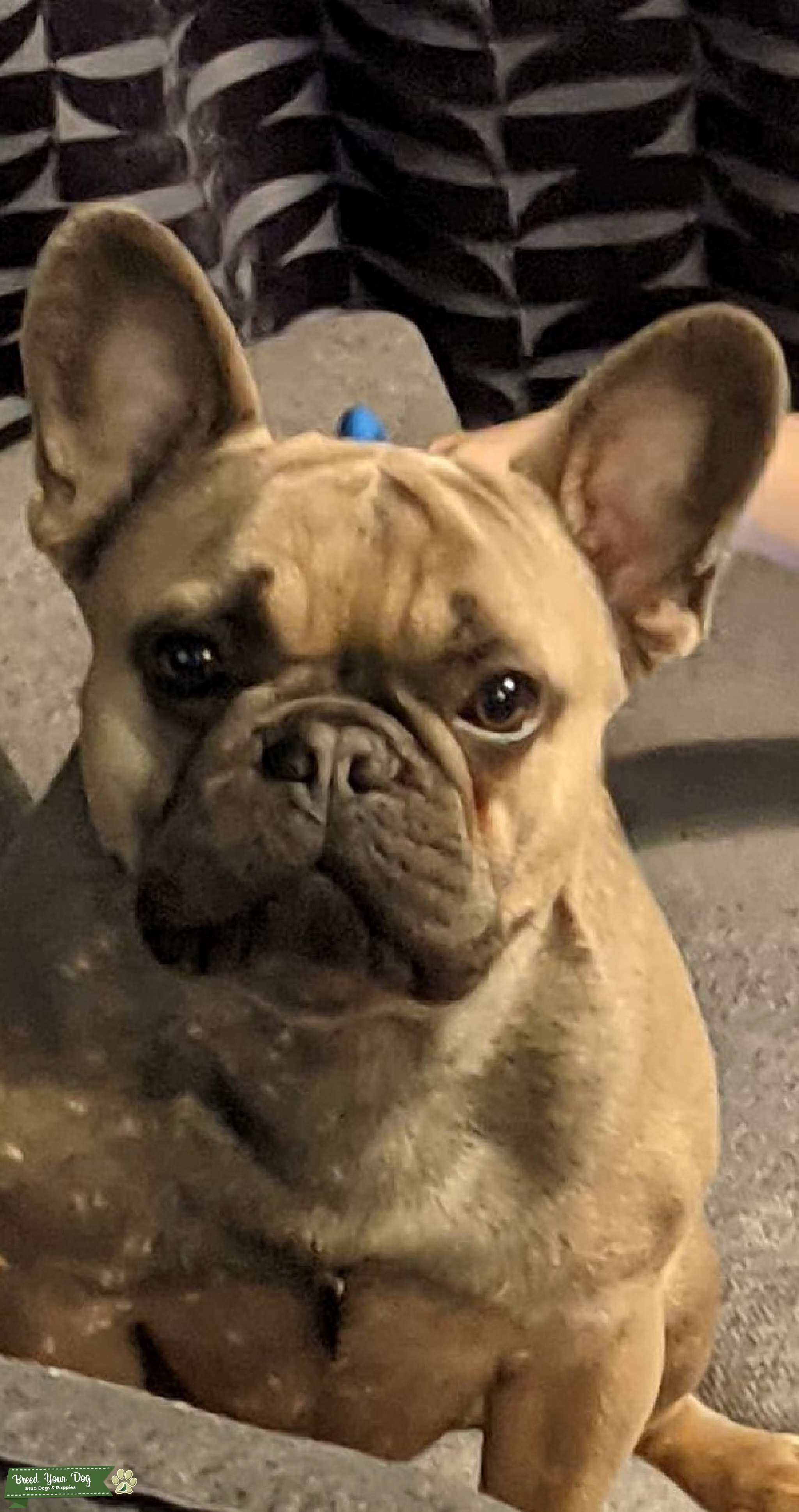 Blue Fawn Frenchie for Stud - reduced price first listing - Stud Dog in ...