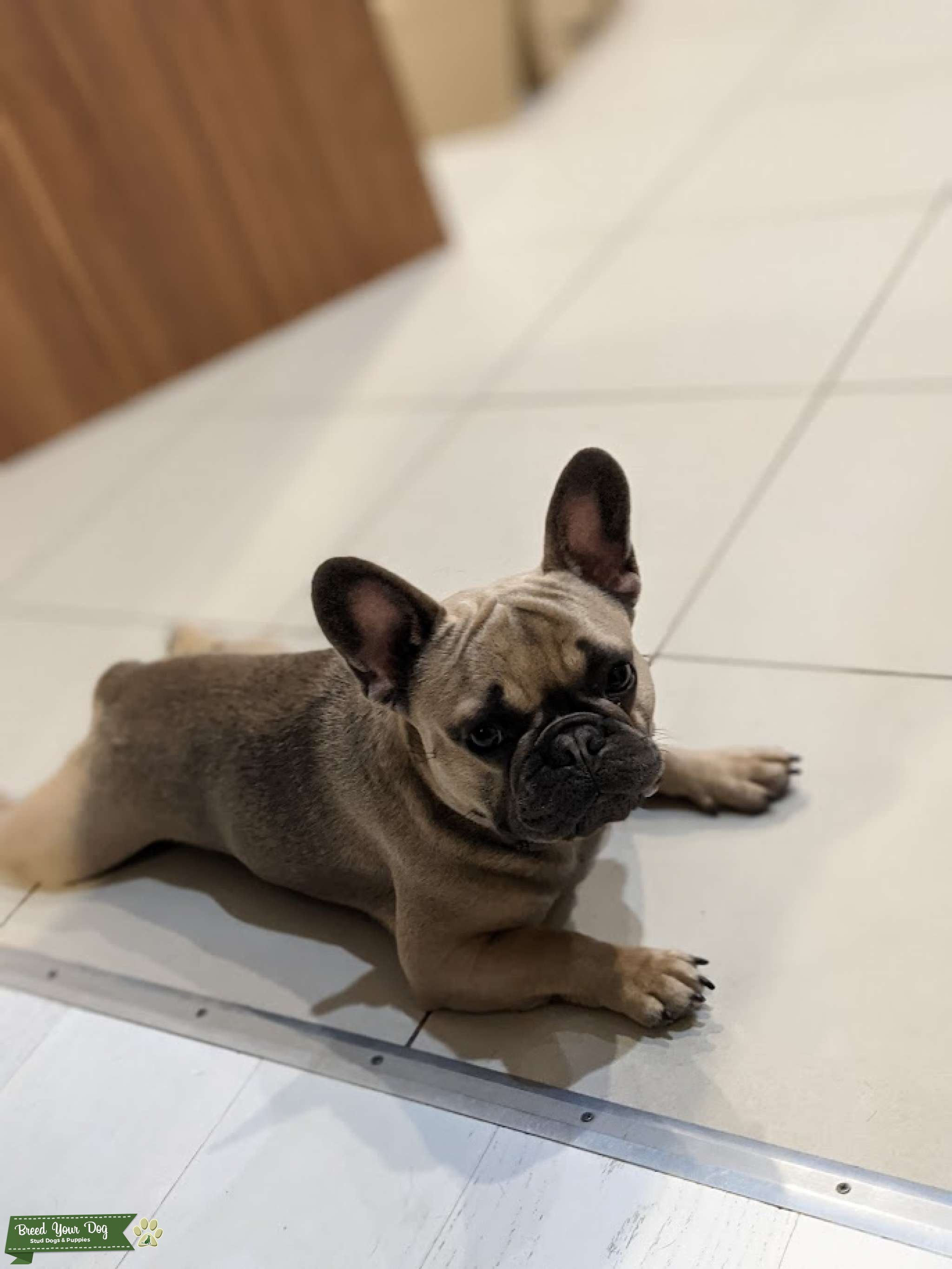 Blue Fawn Frenchie for Stud - reduced price first listing - Stud Dog in ...