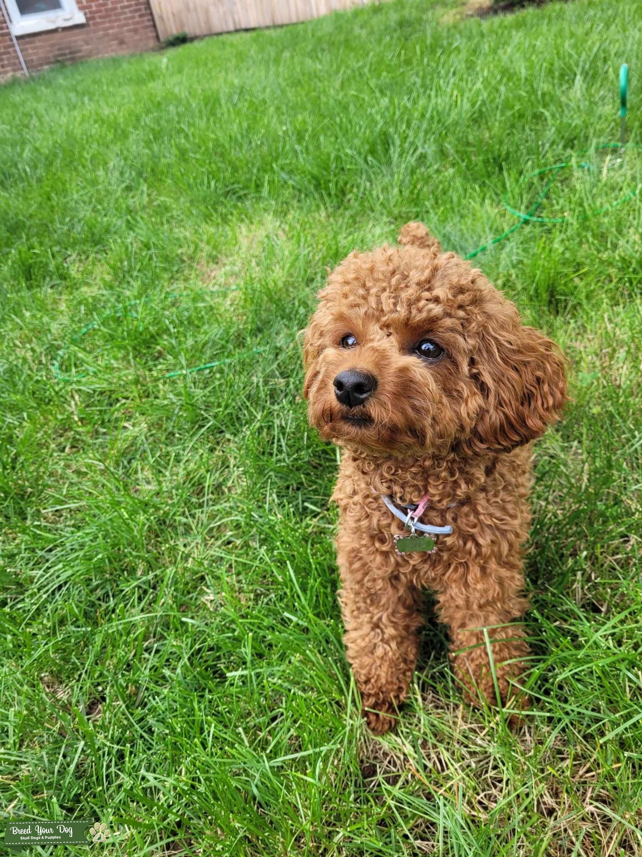 Red Toy Poodle Female Stud Dog PA Breed Your Dog red-toy-poodle-female-stud-dog-pa-breed-your-dog