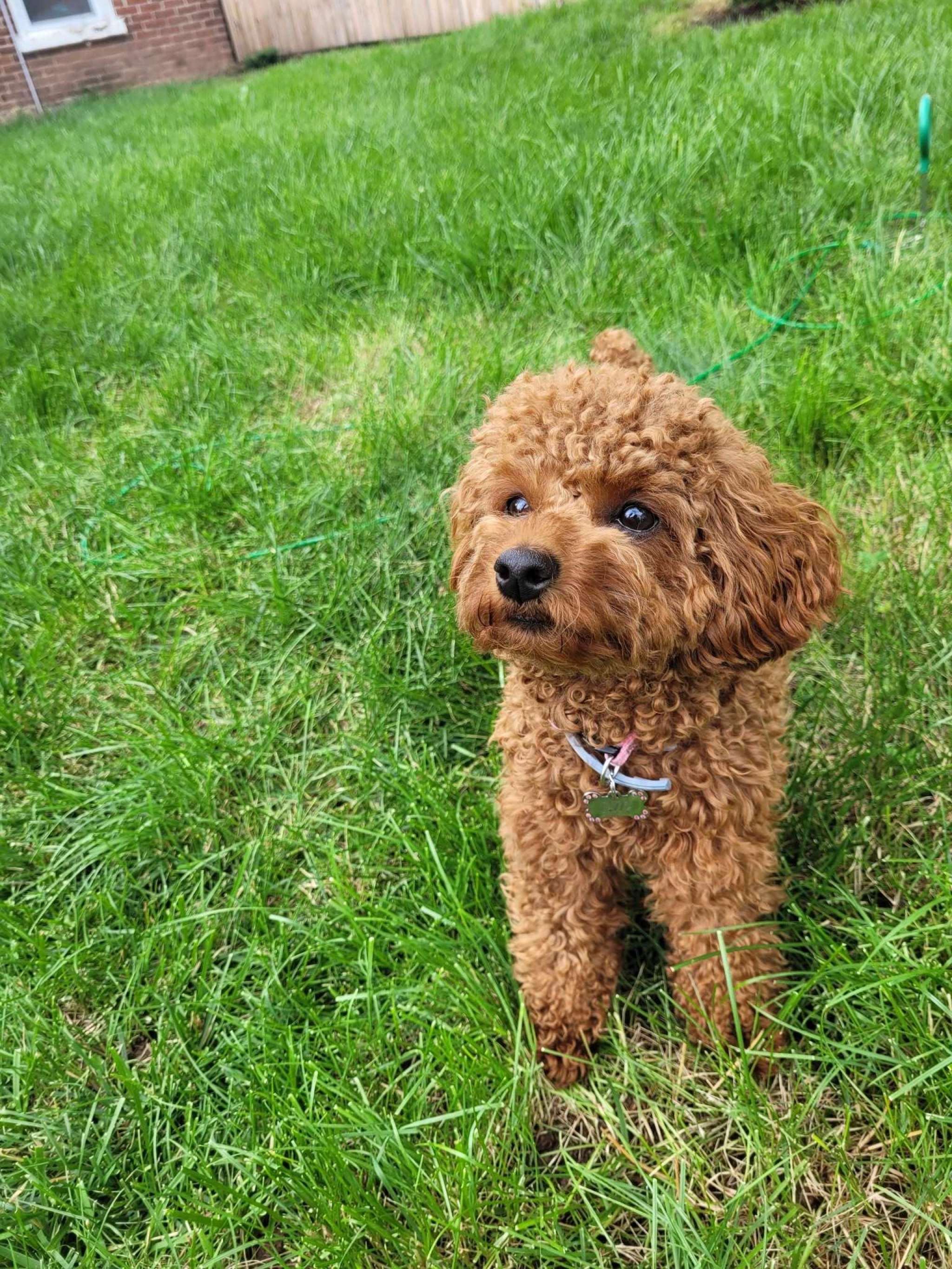 Red Toy Poodle Female - Stud Dog in PA, United States | Breed Your Dog