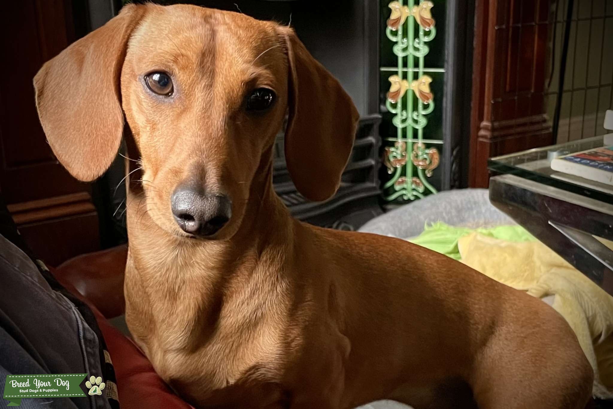 Handsome Humphrey is looking for love - Stud Dog in Sydney , the United ...