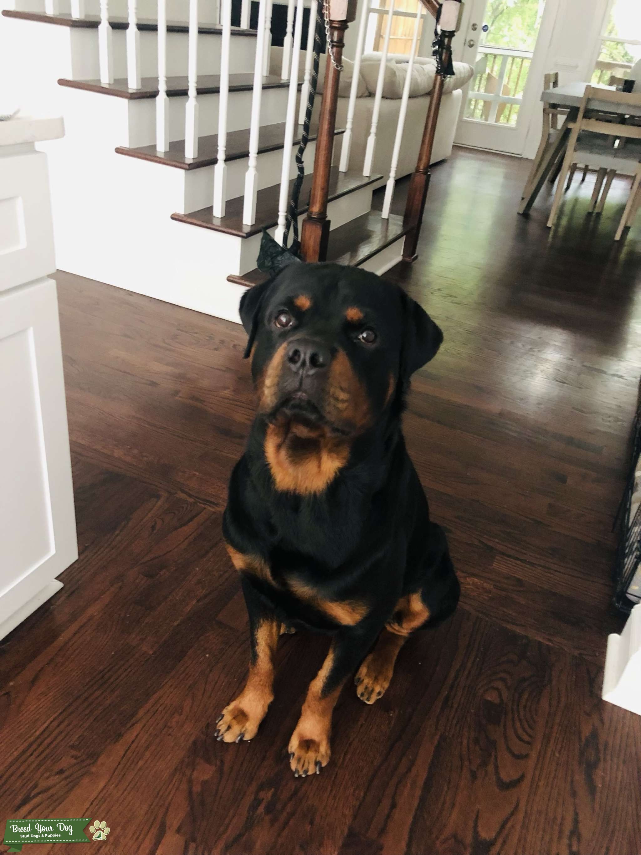 GORGEOUS GERMAN ROTTWEILER AXEL - Stud Dog in GA, Australia | Breed ...