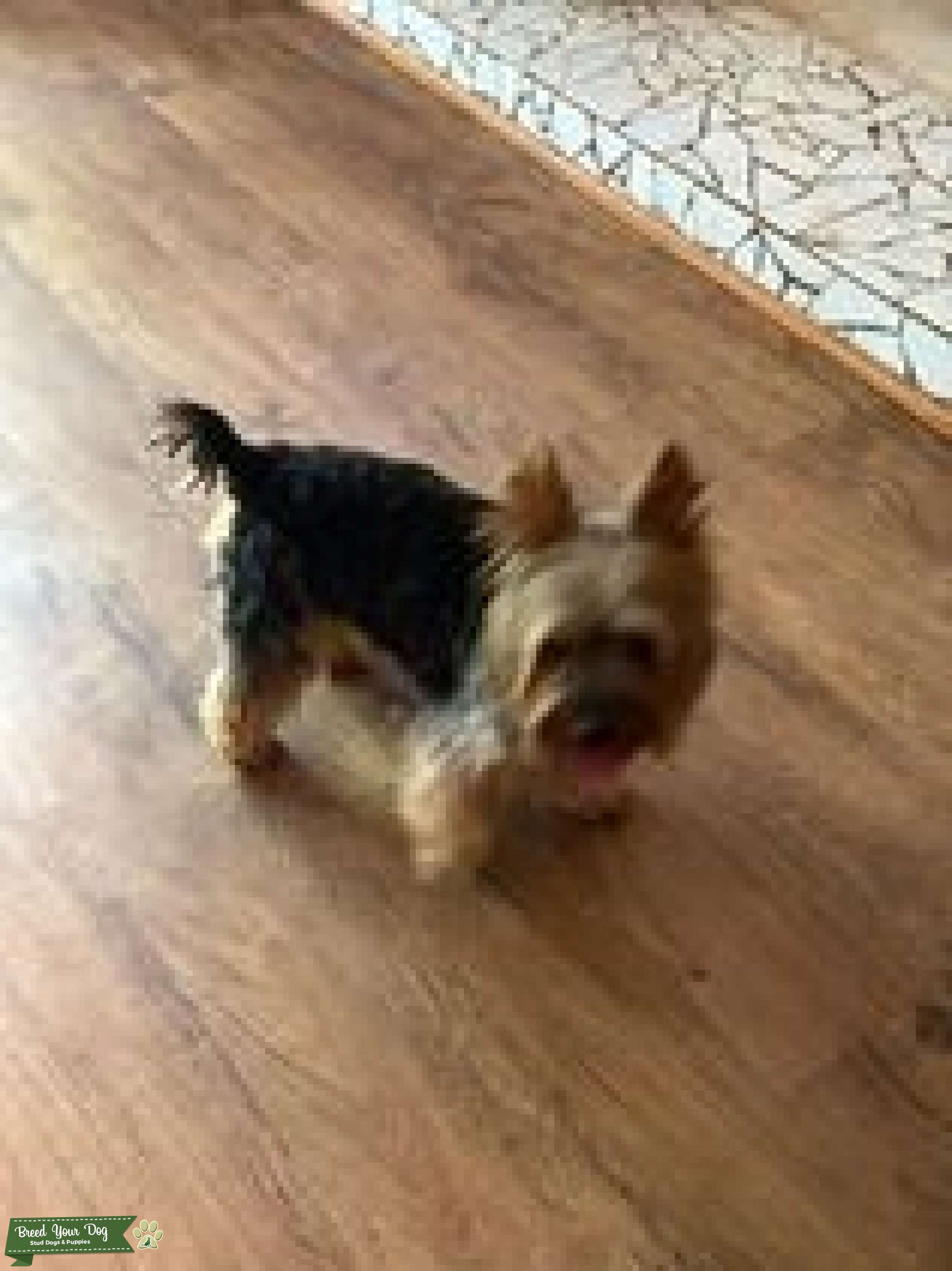 AKC Yorkshire Terrier (Blue & Gold) - Stud Dog in Montgomery, AL, the ...