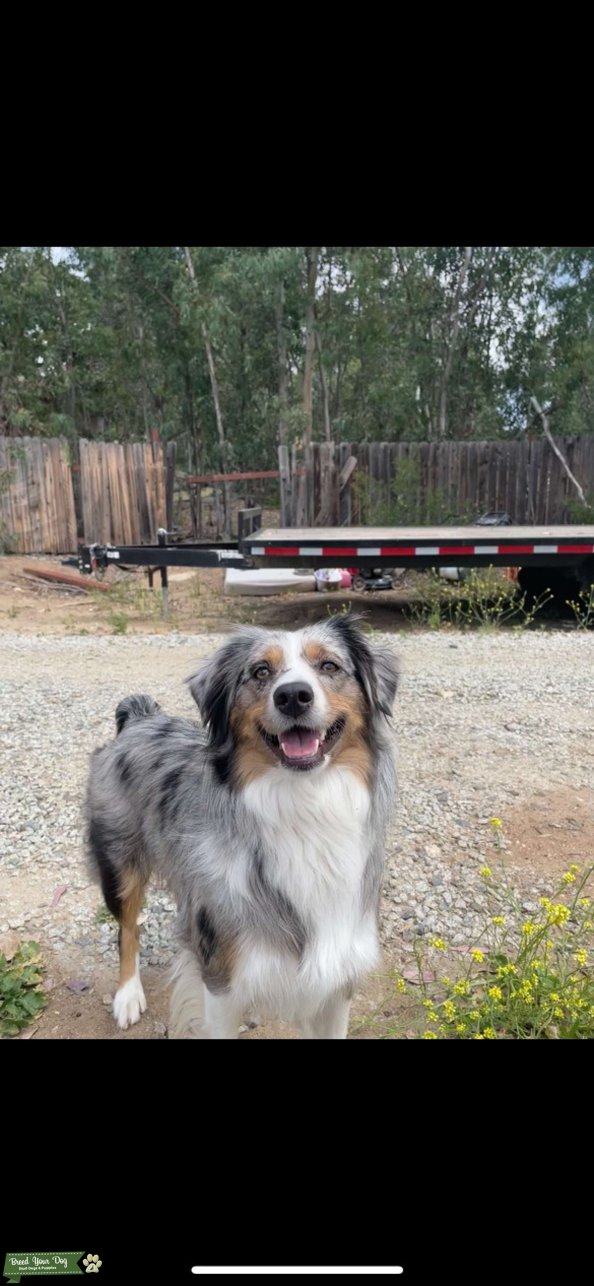 Mini Australian Shepard - Stud Dog San Marcos - Breed Your Dog