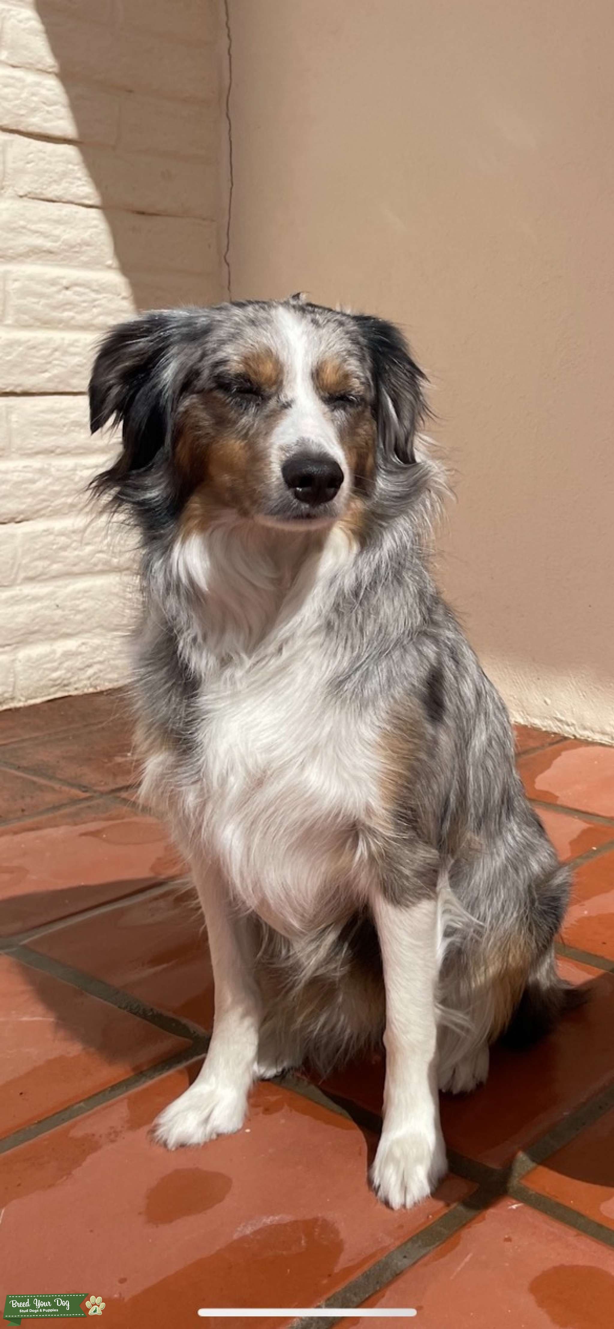 Mini Australian Shepard - Stud Dog in San Marcos, the United States ...