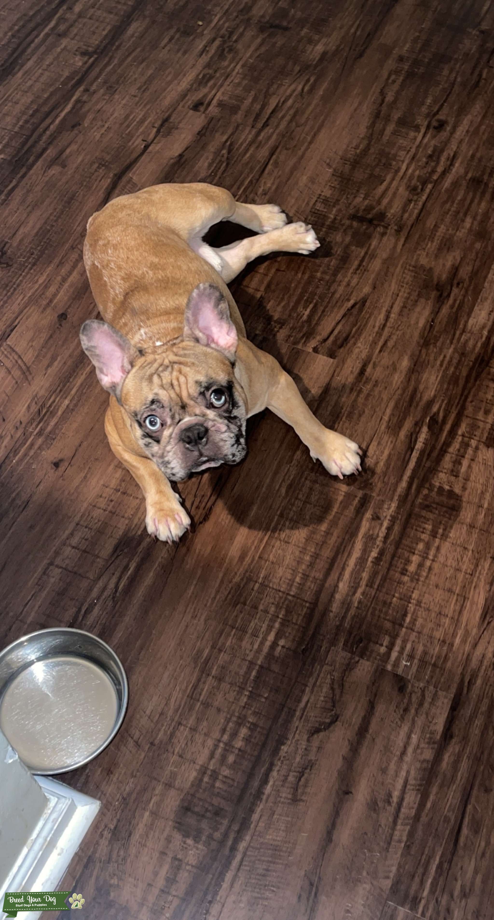 Beautiful Merle Frenchie - Stud Dog New York - Breed Your Dog