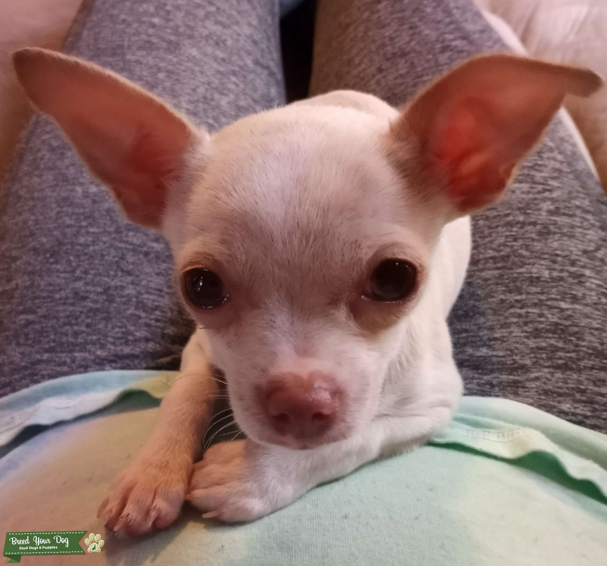 I year old pure breed Chihuahua - Stud Dog Nebraska - Breed Your Dog