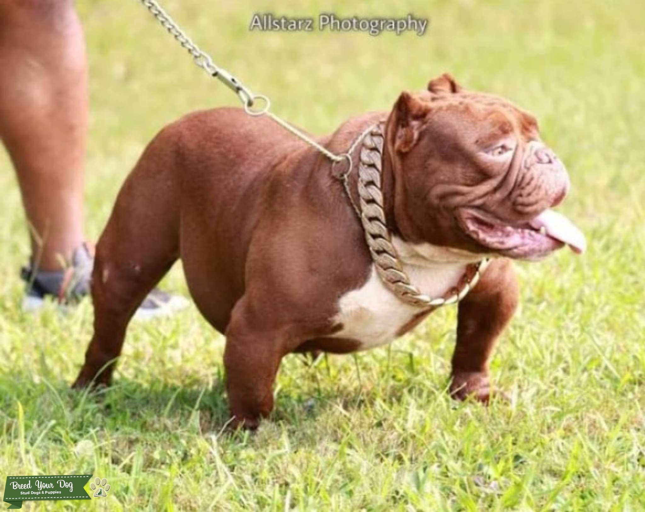 Chocolate Exotic Bully Open for Stud - Stud Dog in Georgia, the United ...