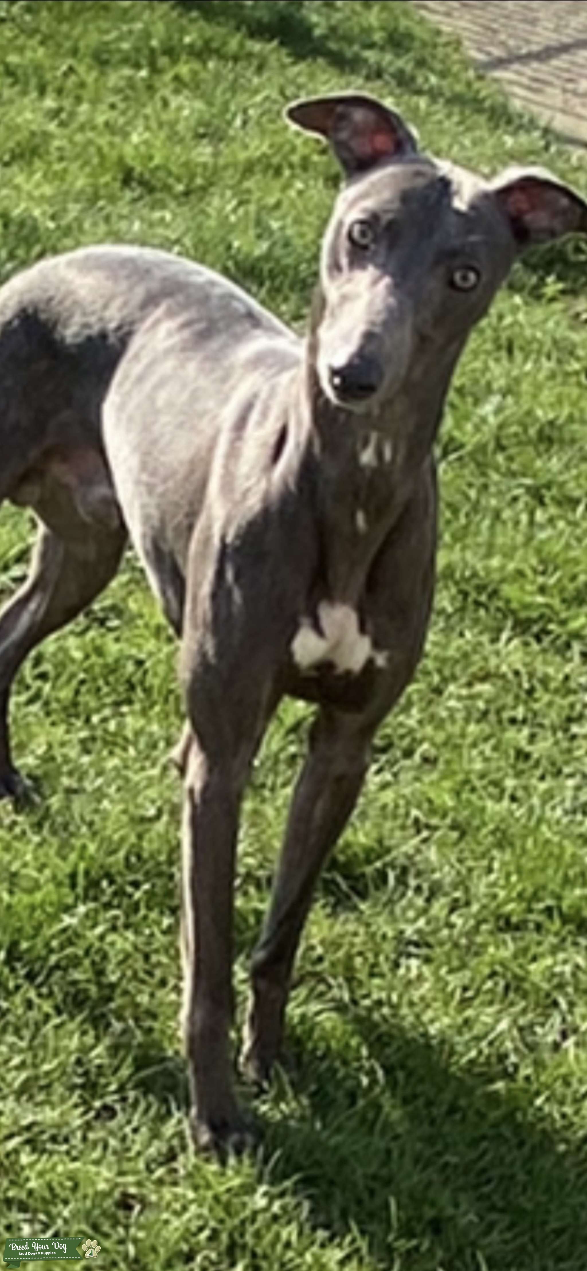 Kc reg Blue Whippet - Stud Dog in Surrey , the United States | Breed ...