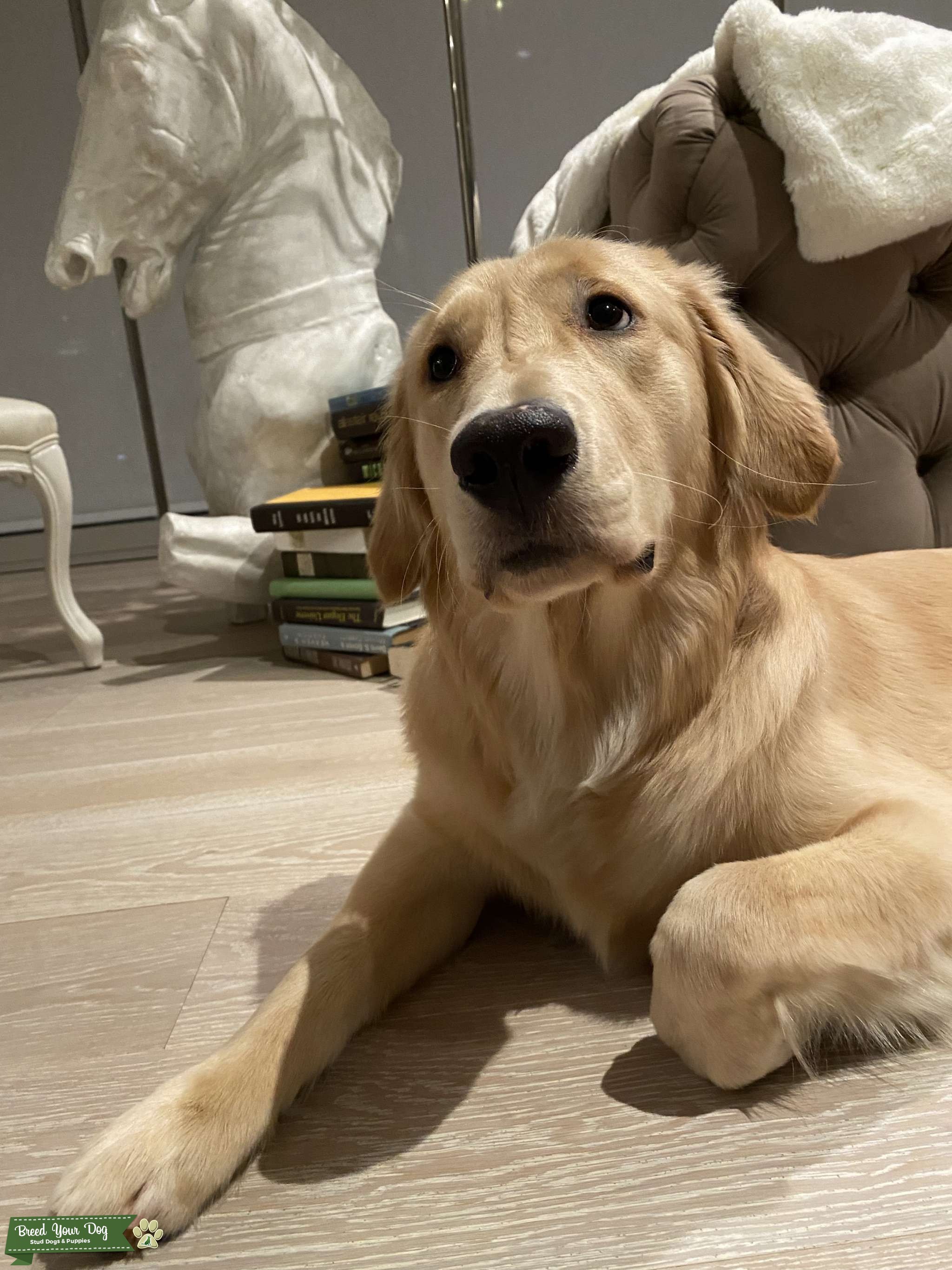 Apollo The Golden - Stud Dog in Chicago , United States | Breed Your Dog