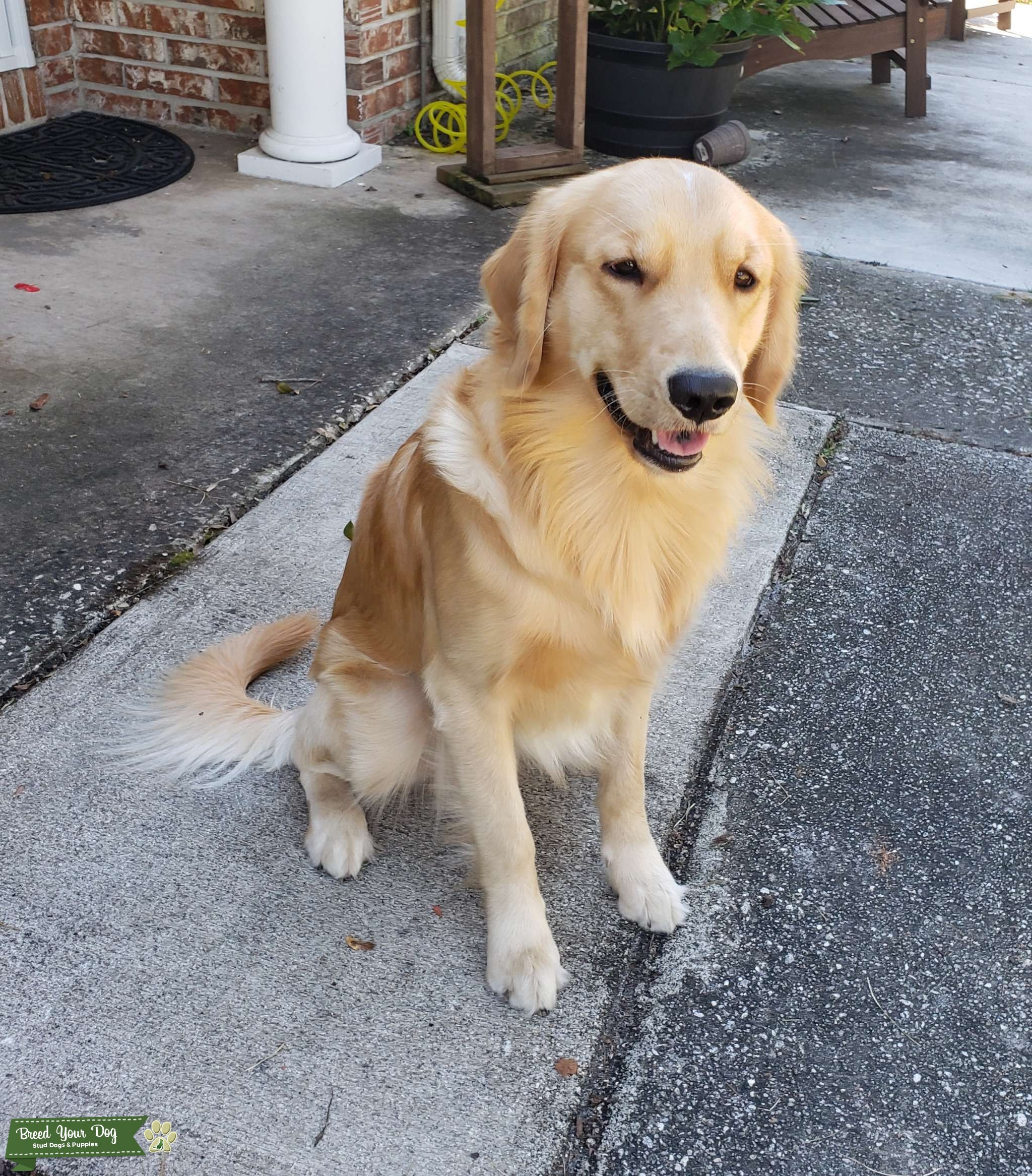 Golden Retriever - Stud Dog in Florida , the United States | Breed Your Dog