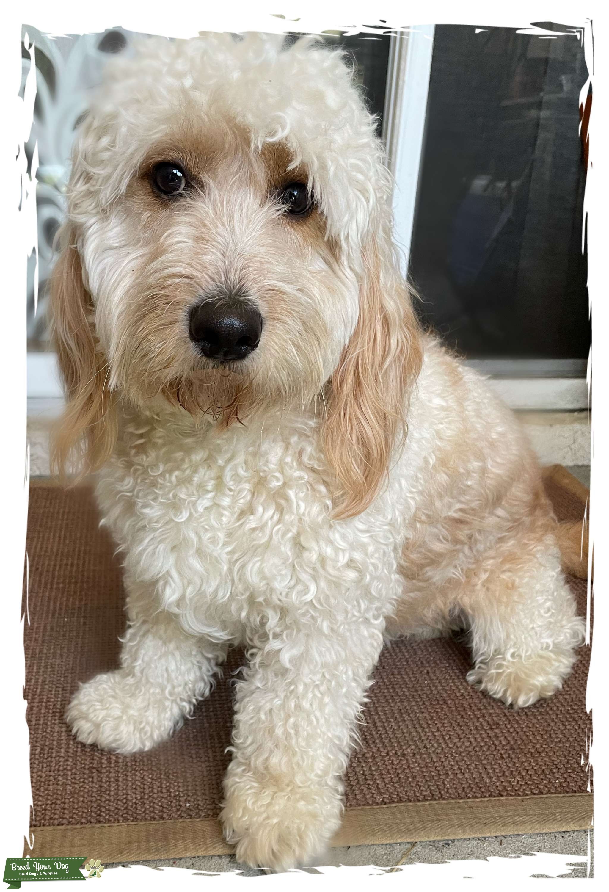 Light Tan Golden Doodle - Stud Dog in Tampa, Florida, the United States ...