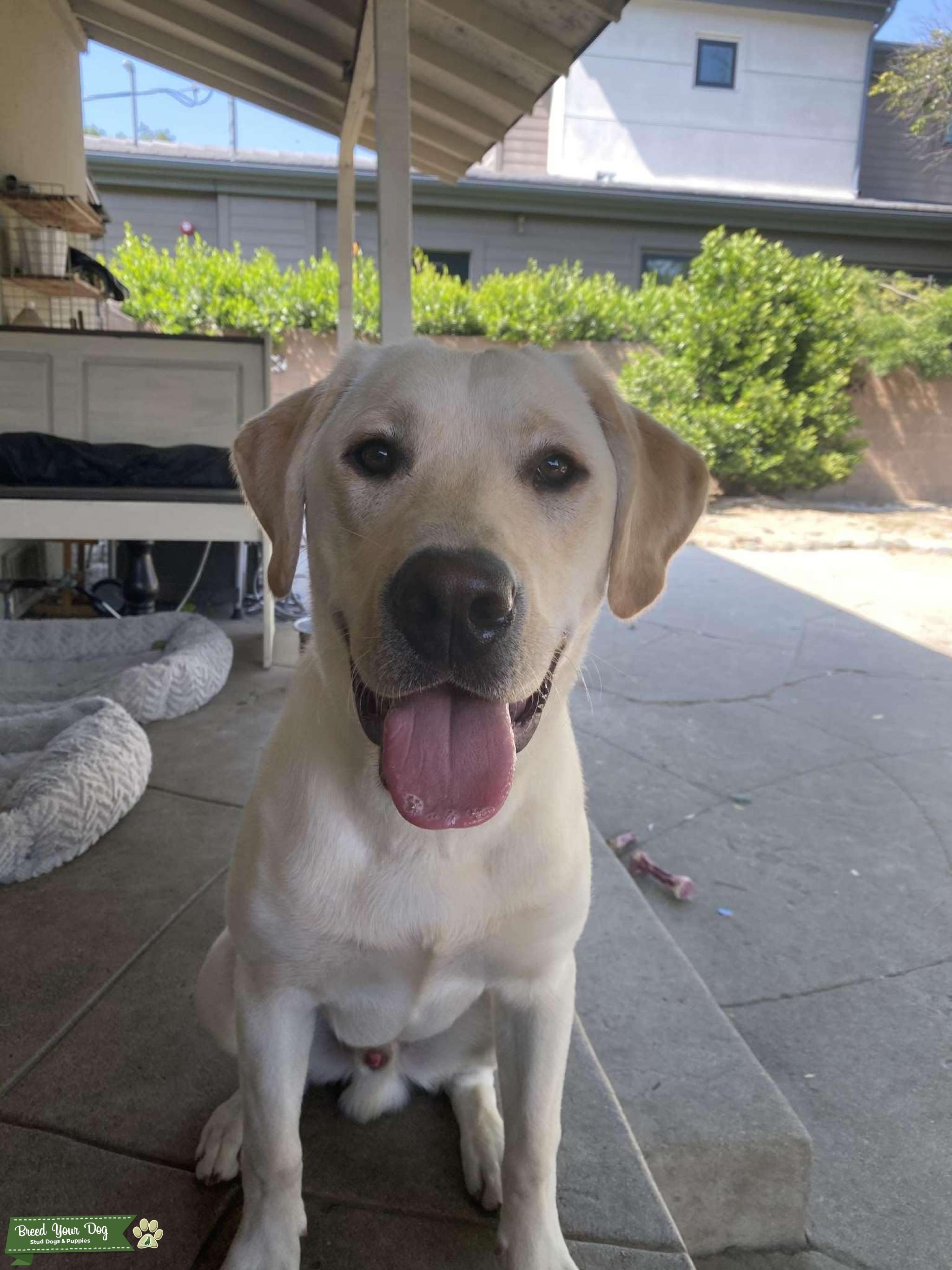 Beautiful Yellow Lab - Stud Dog in San Bernardino County, the United ...