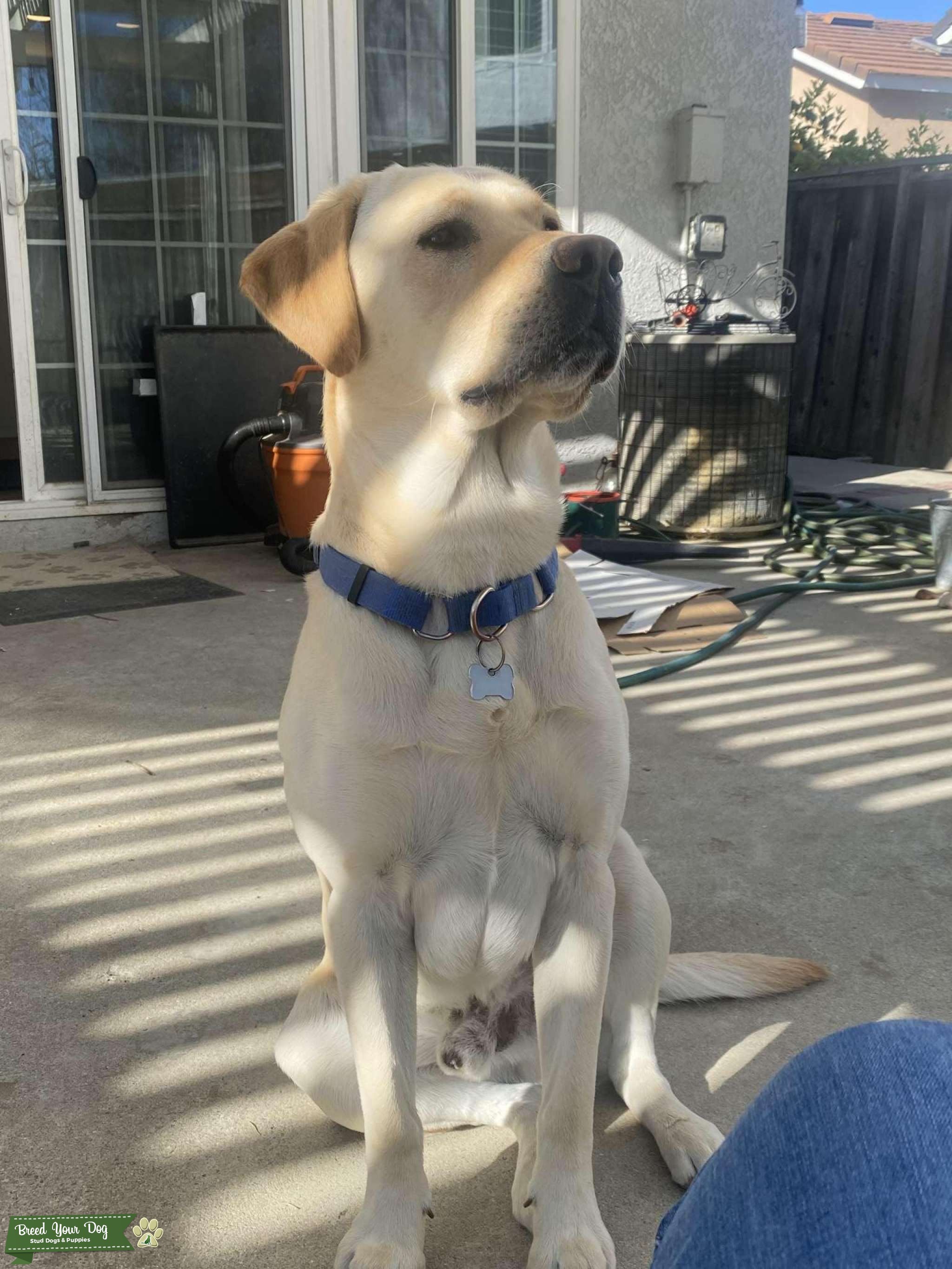 Beautiful Yellow Lab - Stud Dog in San Bernardino County, the United ...