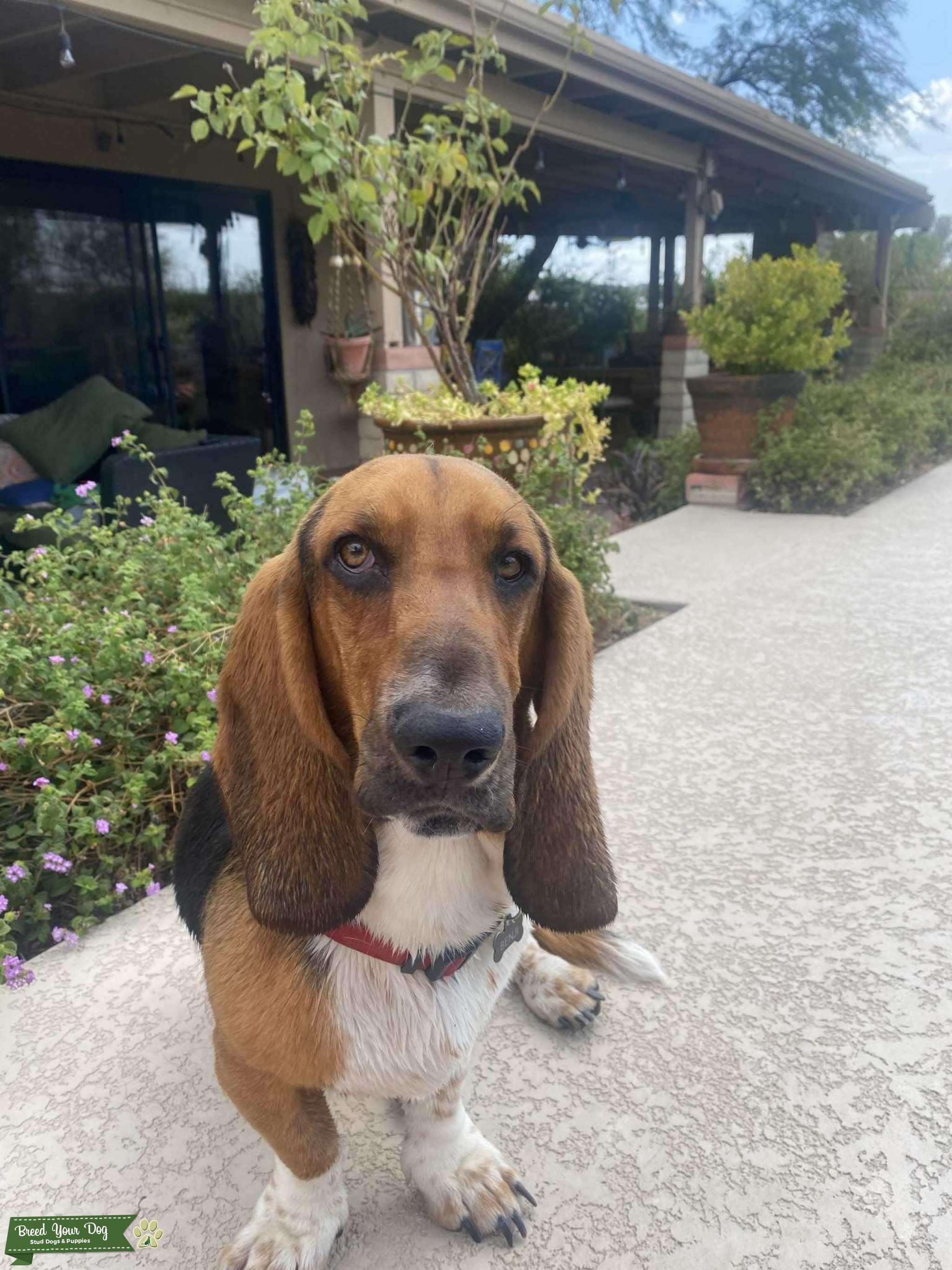 Tricolor - Basset Hound Stud - Stud Dog in Irvine, CA, the United ...