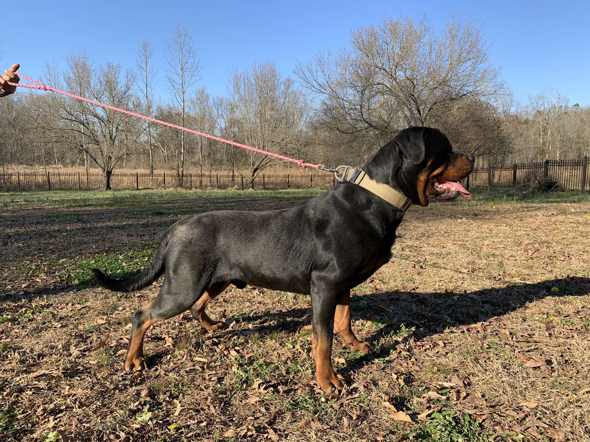Rottweiler Stud. AKC. Serbian. - Stud Dog in North Carolina, United ...