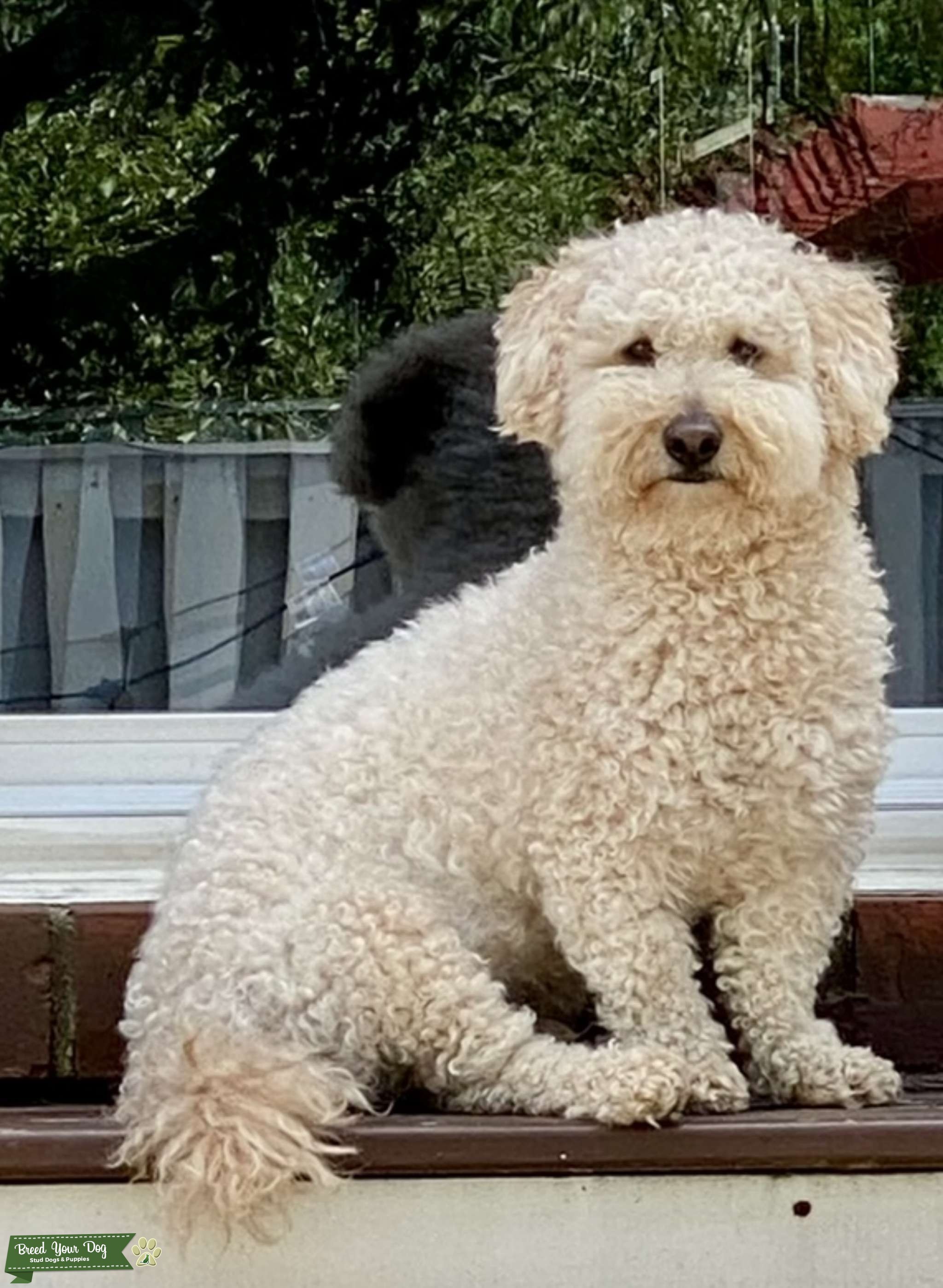 Nico the Stud!! - Stud Dog in Northern Virginia, the United States ...