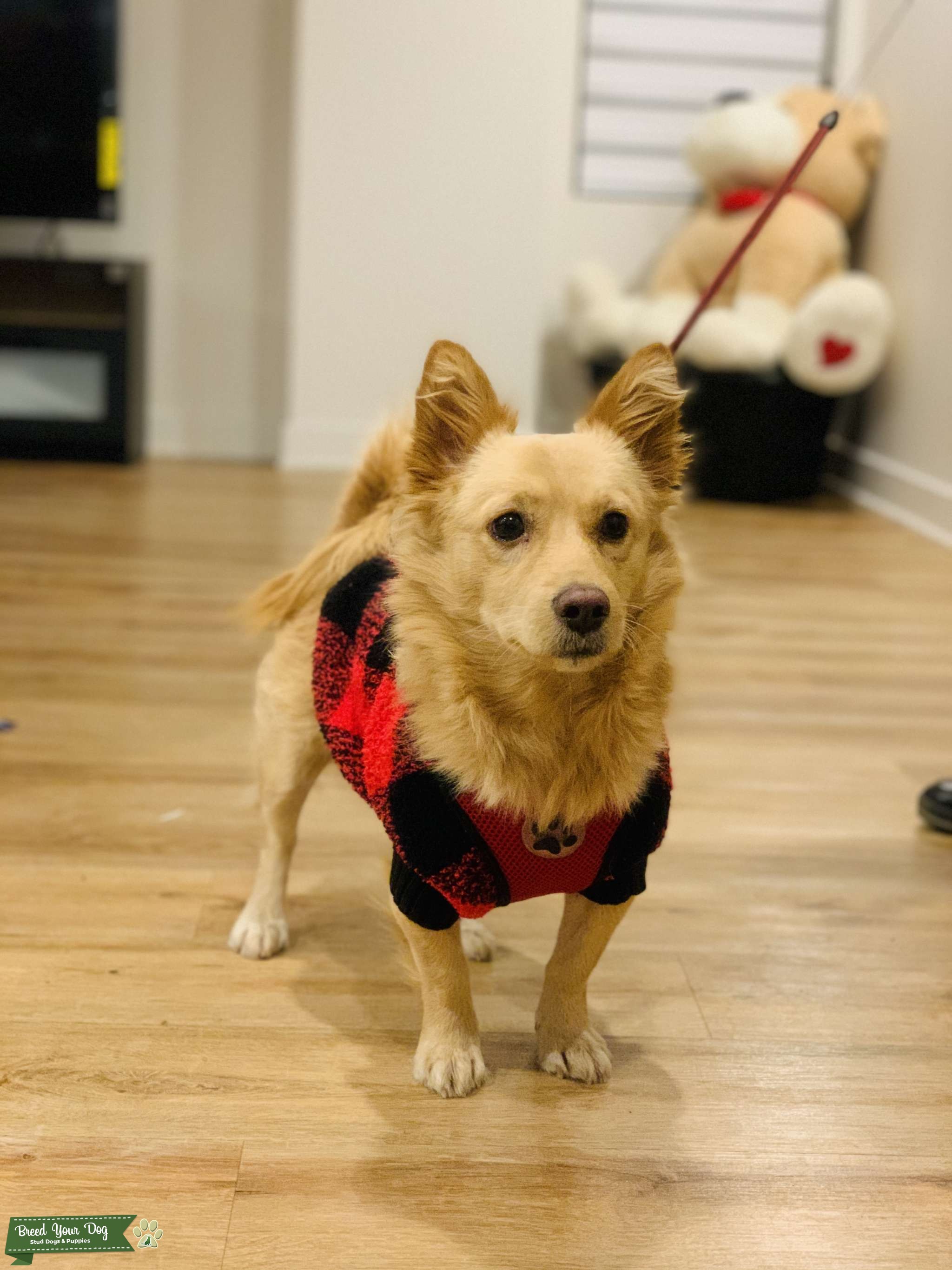 Handsome German Spitz Stud - Stud Dog Montreal - Breed Your Dog