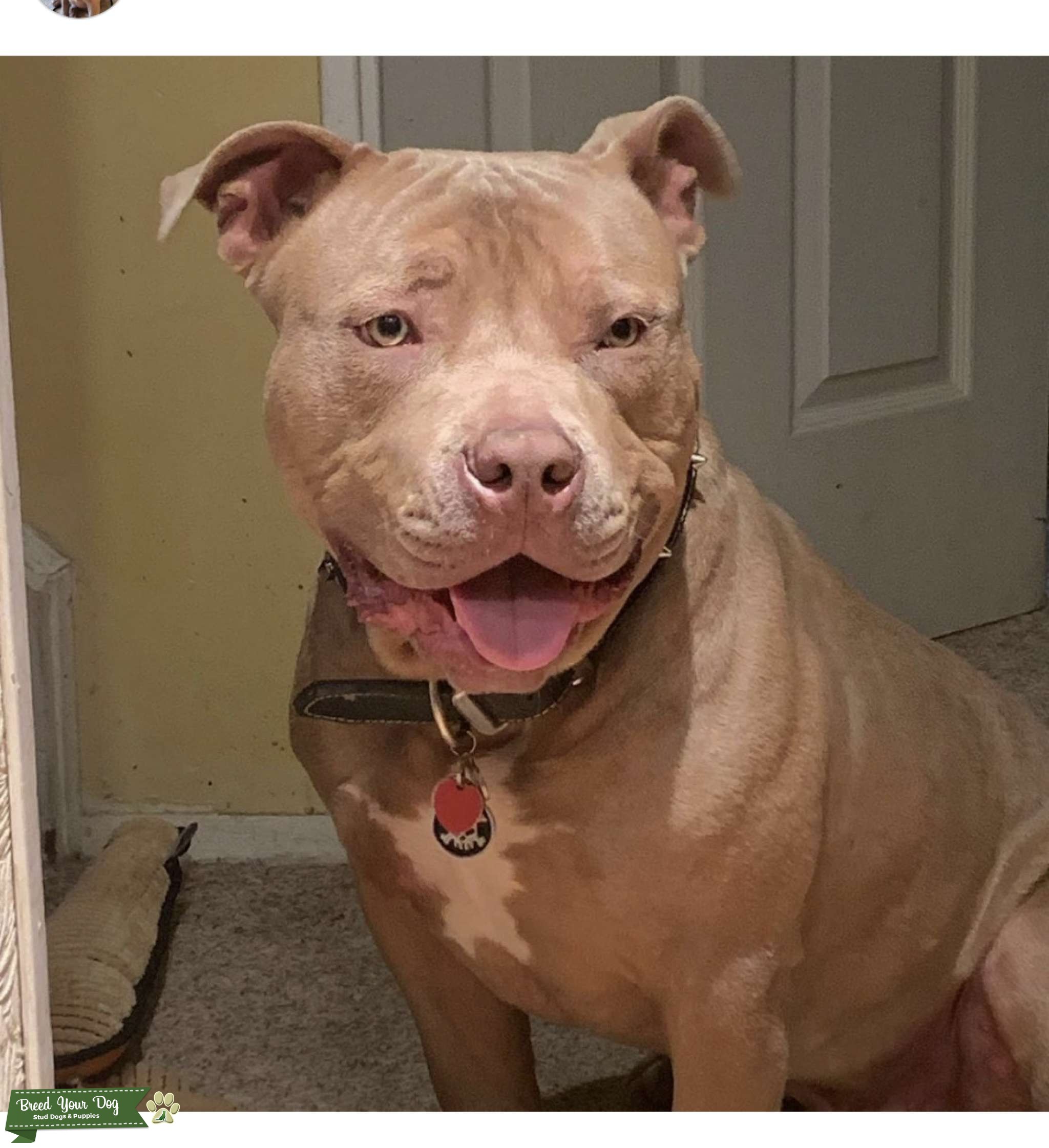 Handsome Bully XL - Stud Dog in Virginia, the United States | Breed ...