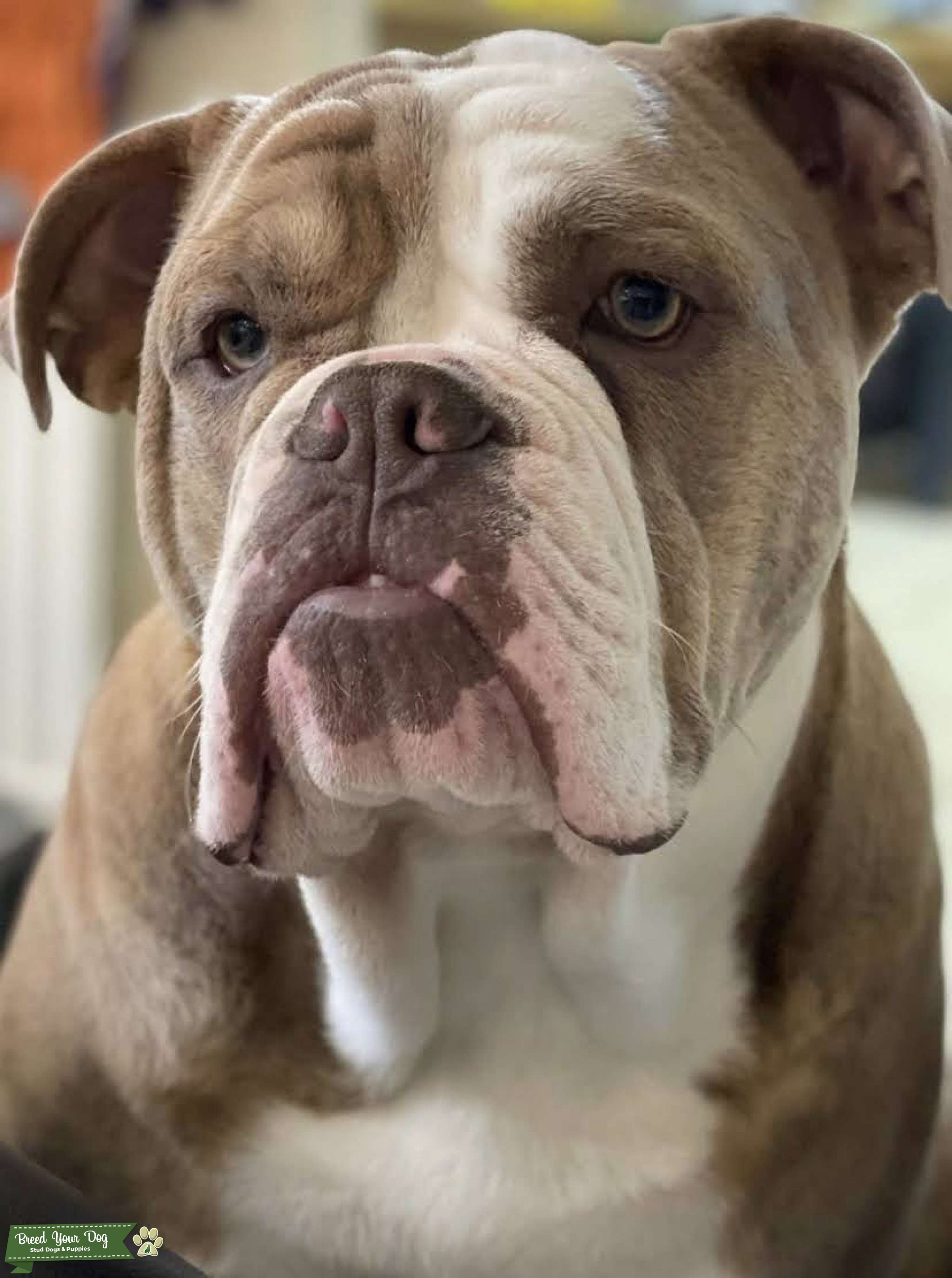 Stud dog - Stud Dog in Norfolk, the United States | Breed Your Dog