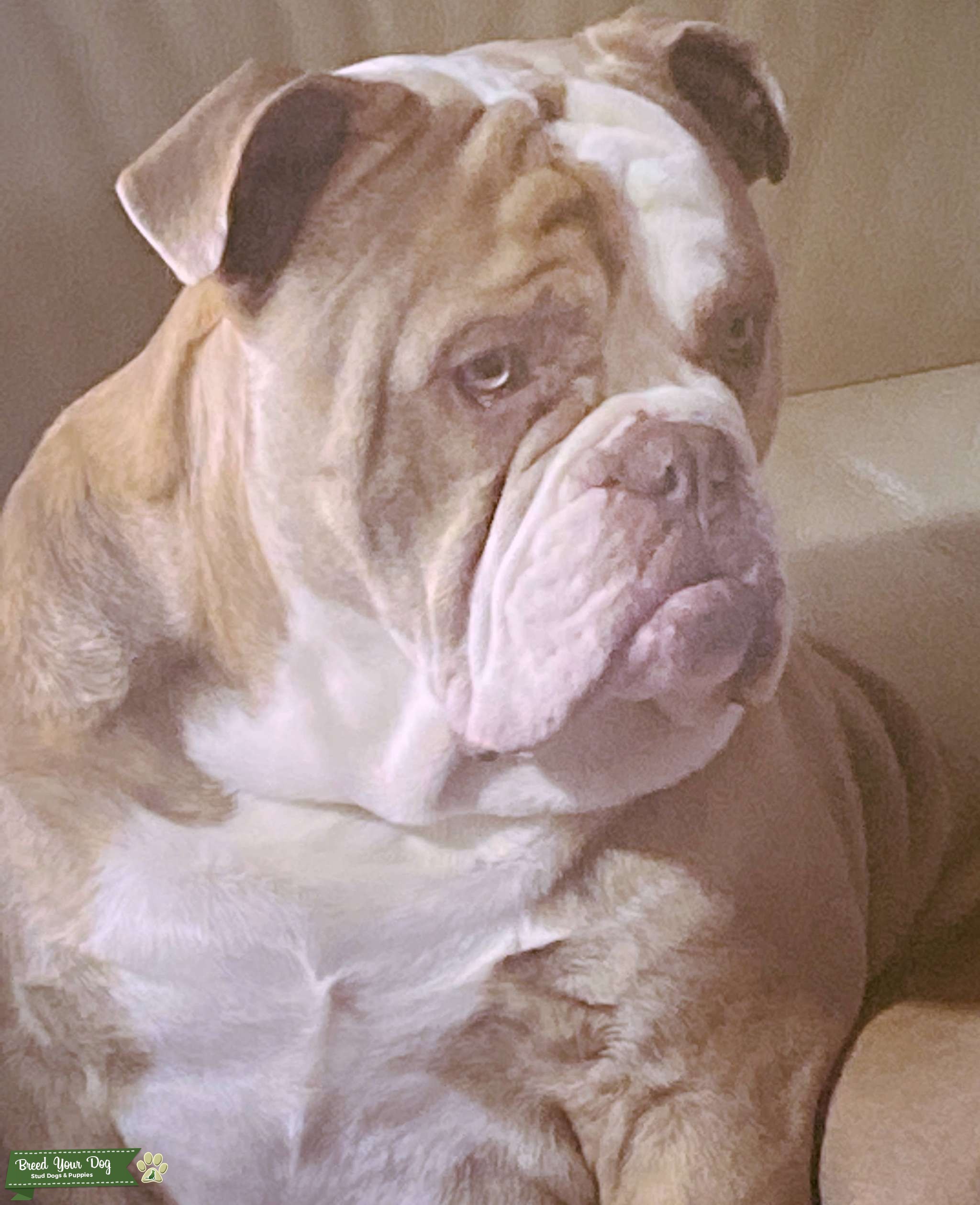 Stud dog - Stud Dog in Norfolk, the United States | Breed Your Dog