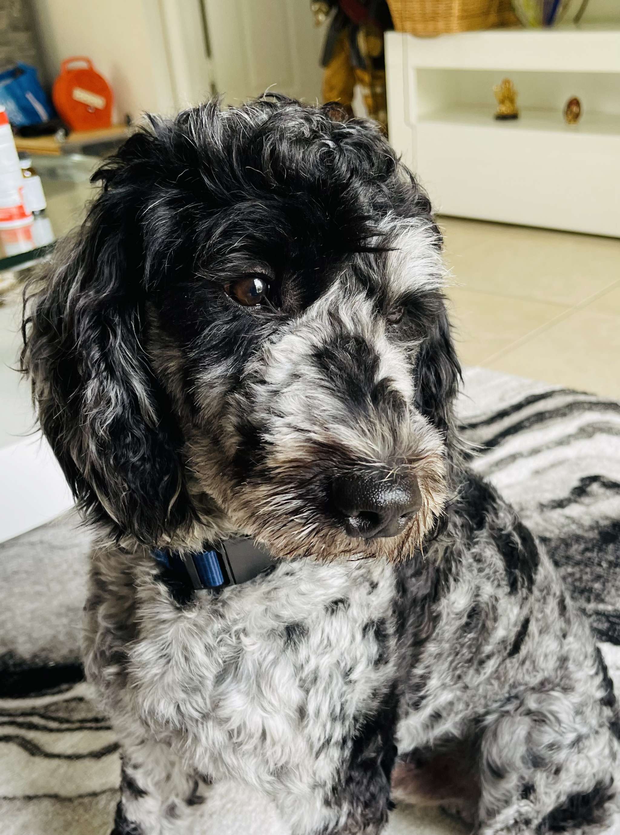 Goldendoodle Merle - Stud Dog in Hollywood, United States | Breed Your Dog