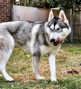 Siberian Husky Stud Dogs Available Now in Australia | Breed Your Dog