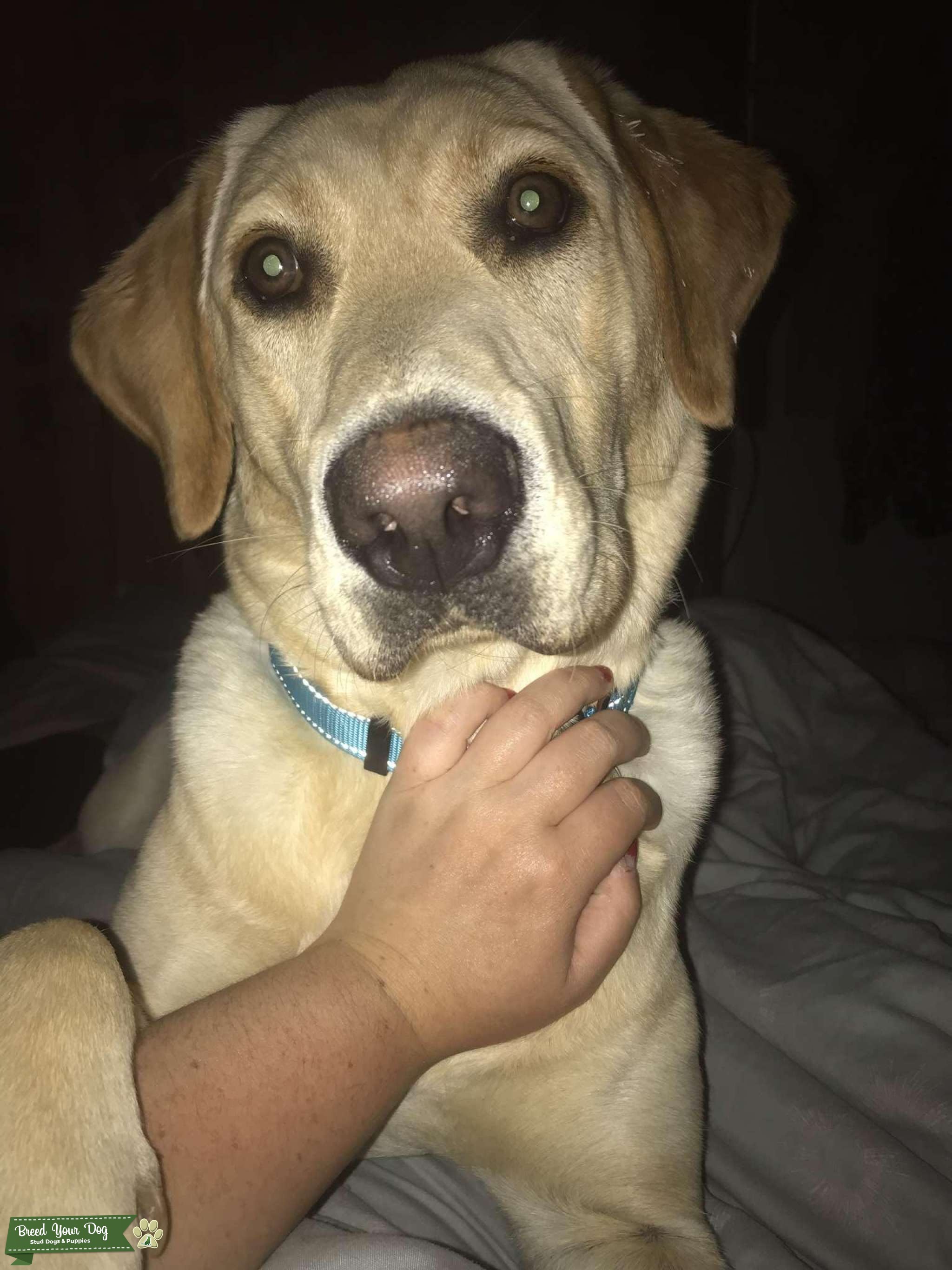 KC Yellow male Labrador retriever - Stud Dog in Stockport , the United ...