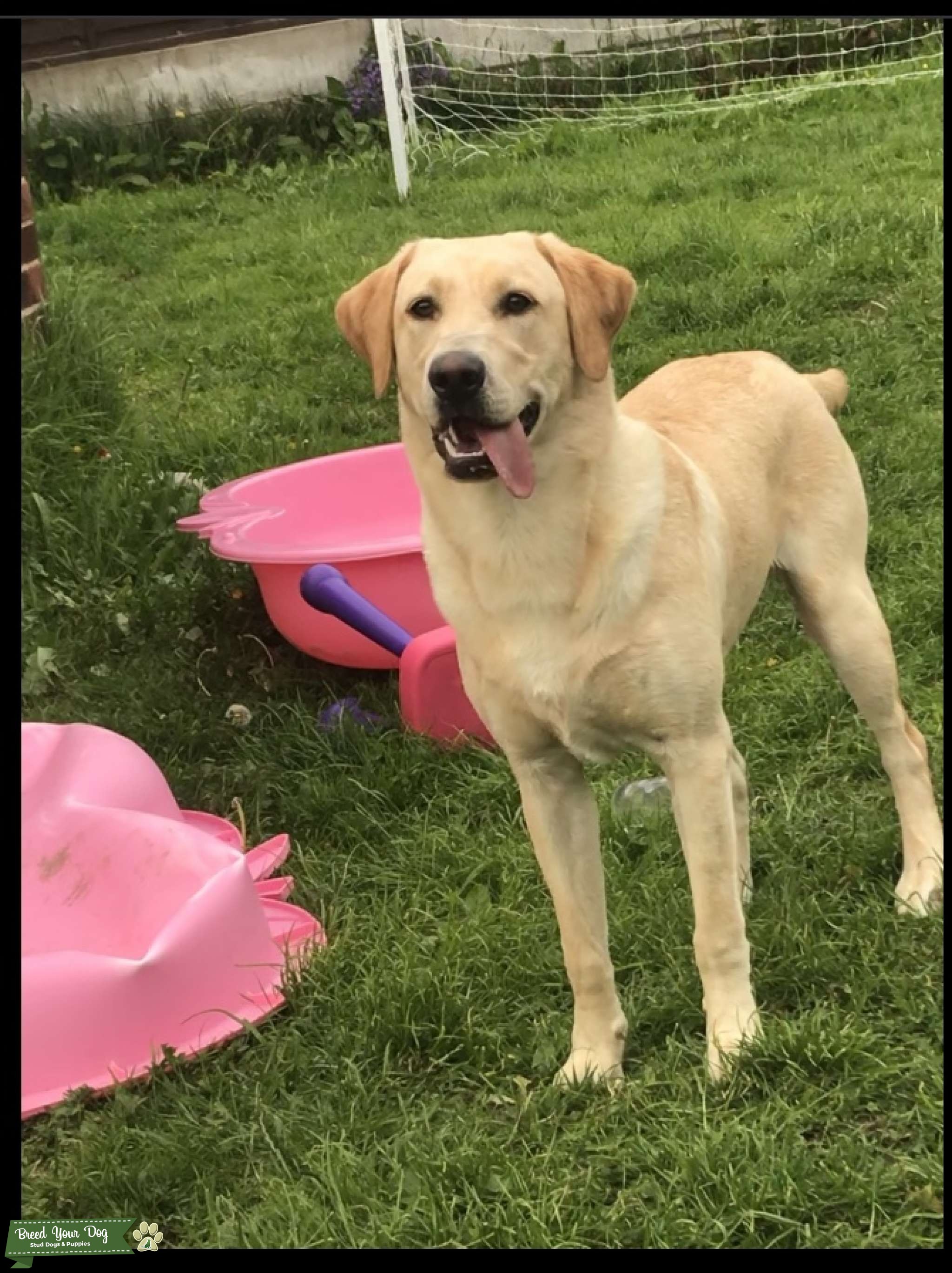 KC Yellow male Labrador retriever - Stud Dog in Stockport , the United ...