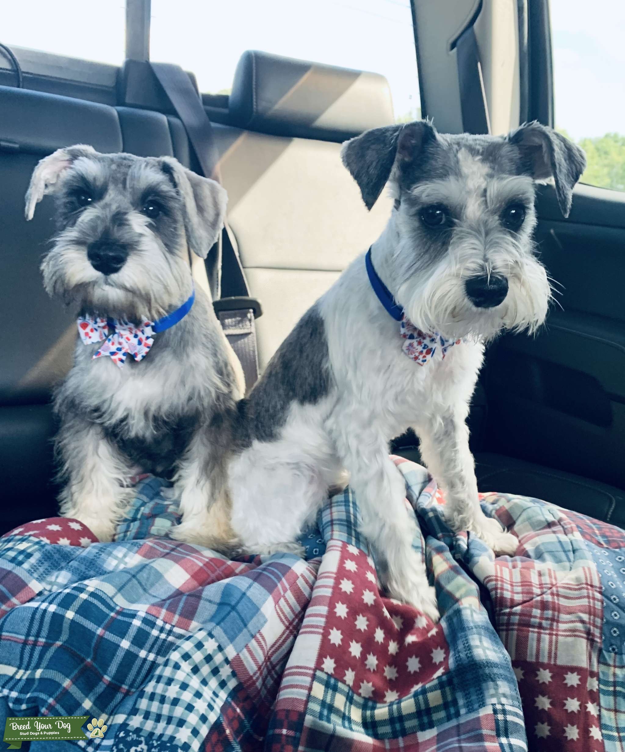 Looking for female mini schnauzer - Stud Dog in Indiana, the United ...
