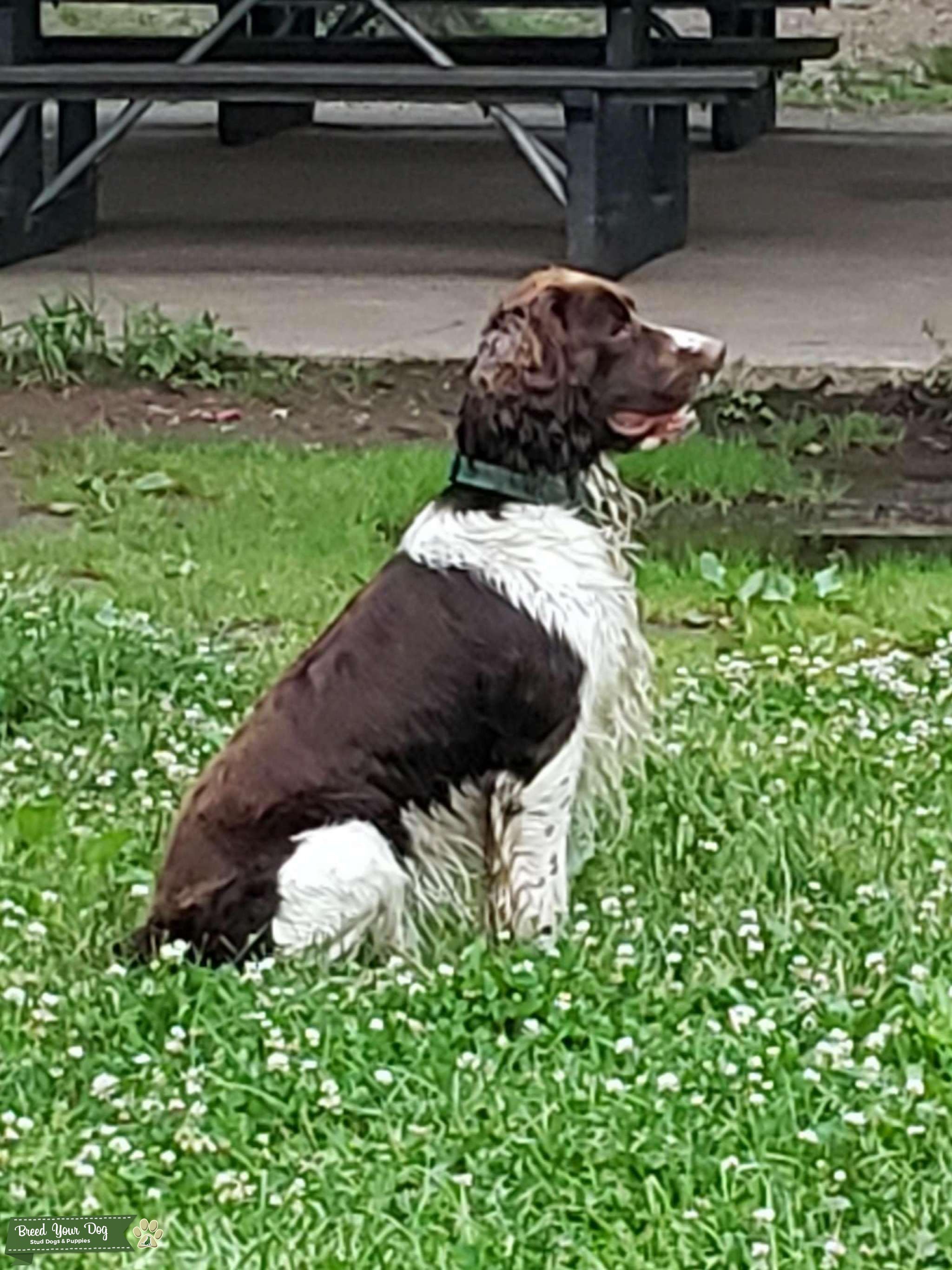 English Springer Spaniel - Stud Dog in New Jersey , the United States ...