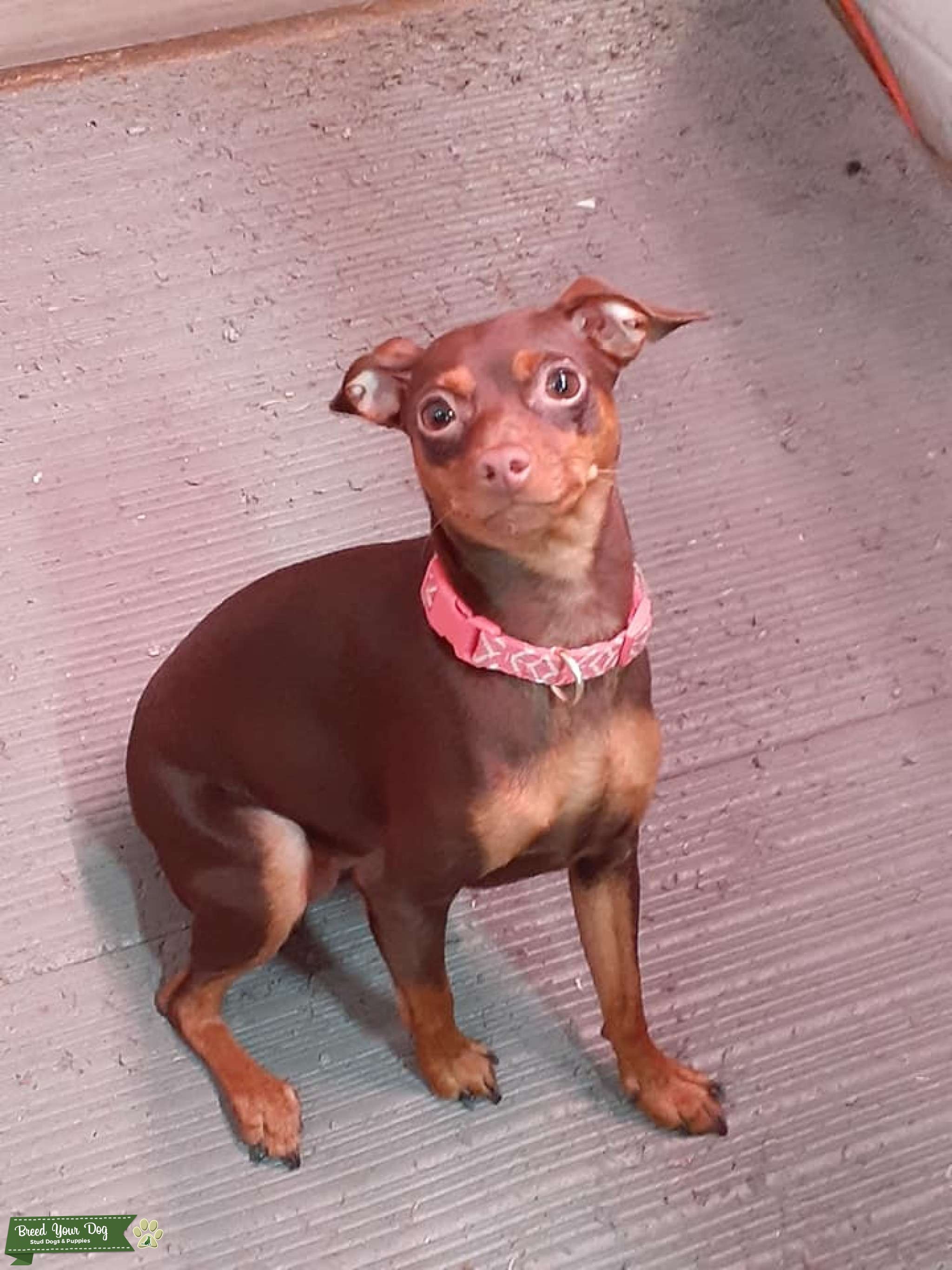 Chocolate & Tan Female - Stud Dog in north Carolina, the United States ...