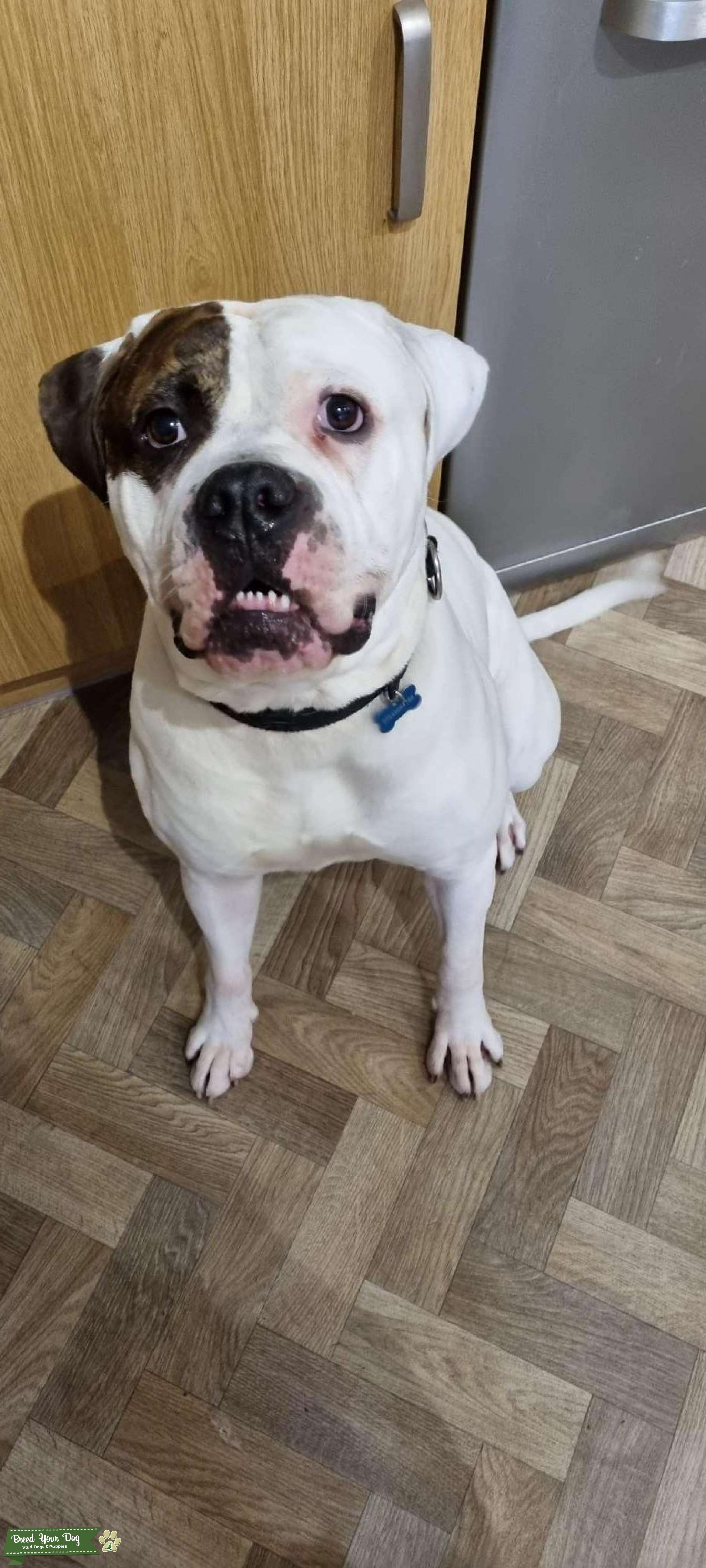 Dog ready for stud - Stud Dog in North yorkshire, the United States ...