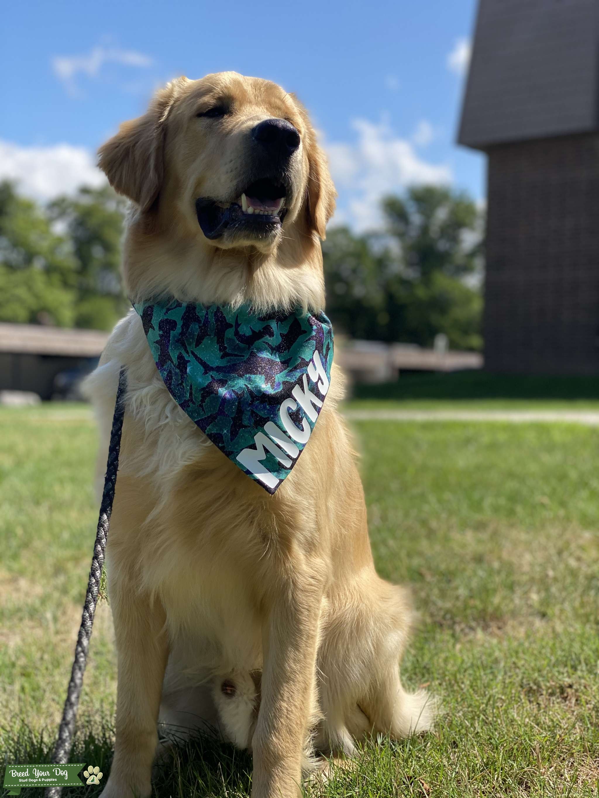 Golden Retriever Stud - Stud Dog in Ohio, the United States | Breed ...