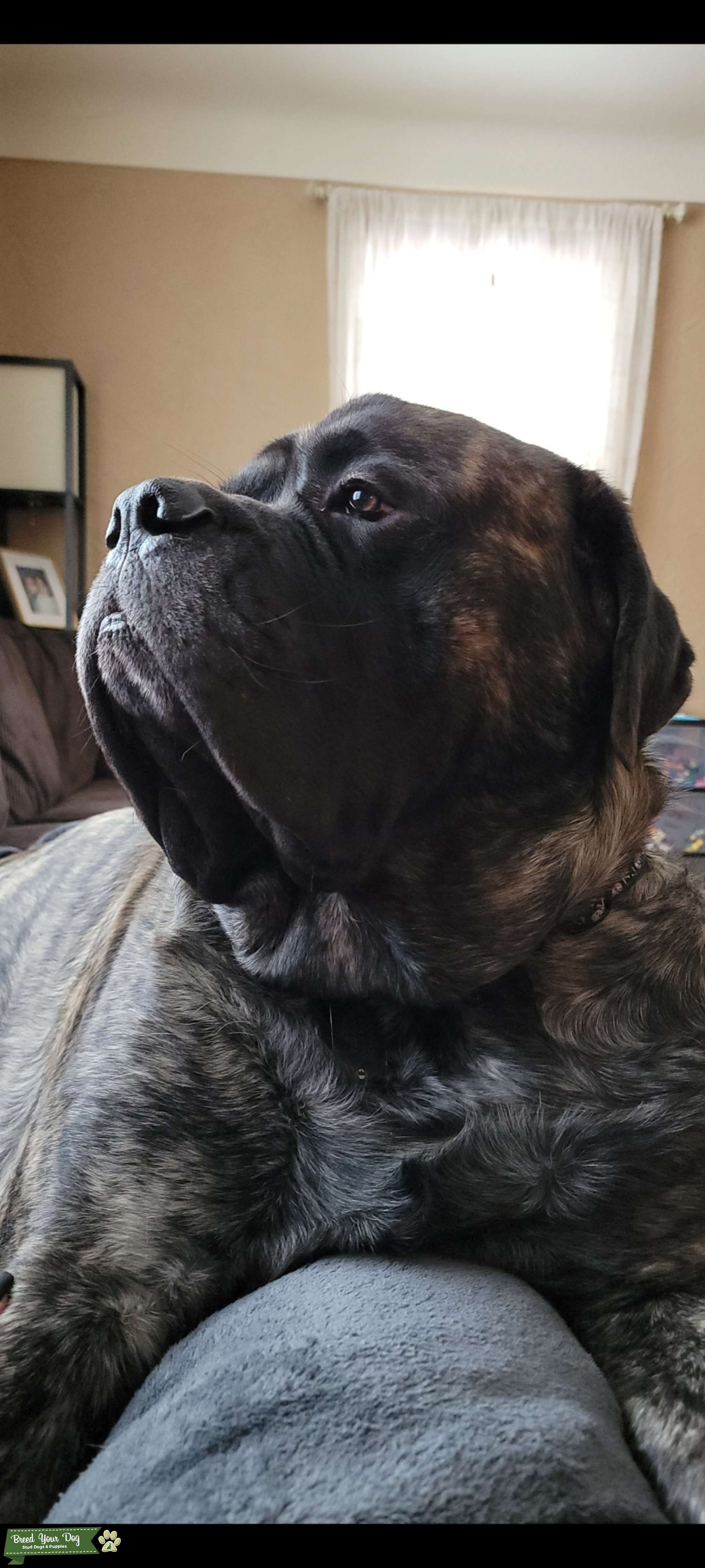 English Mastiff - Stud Dog in WI - WISCONSIN, United States | Breed ...