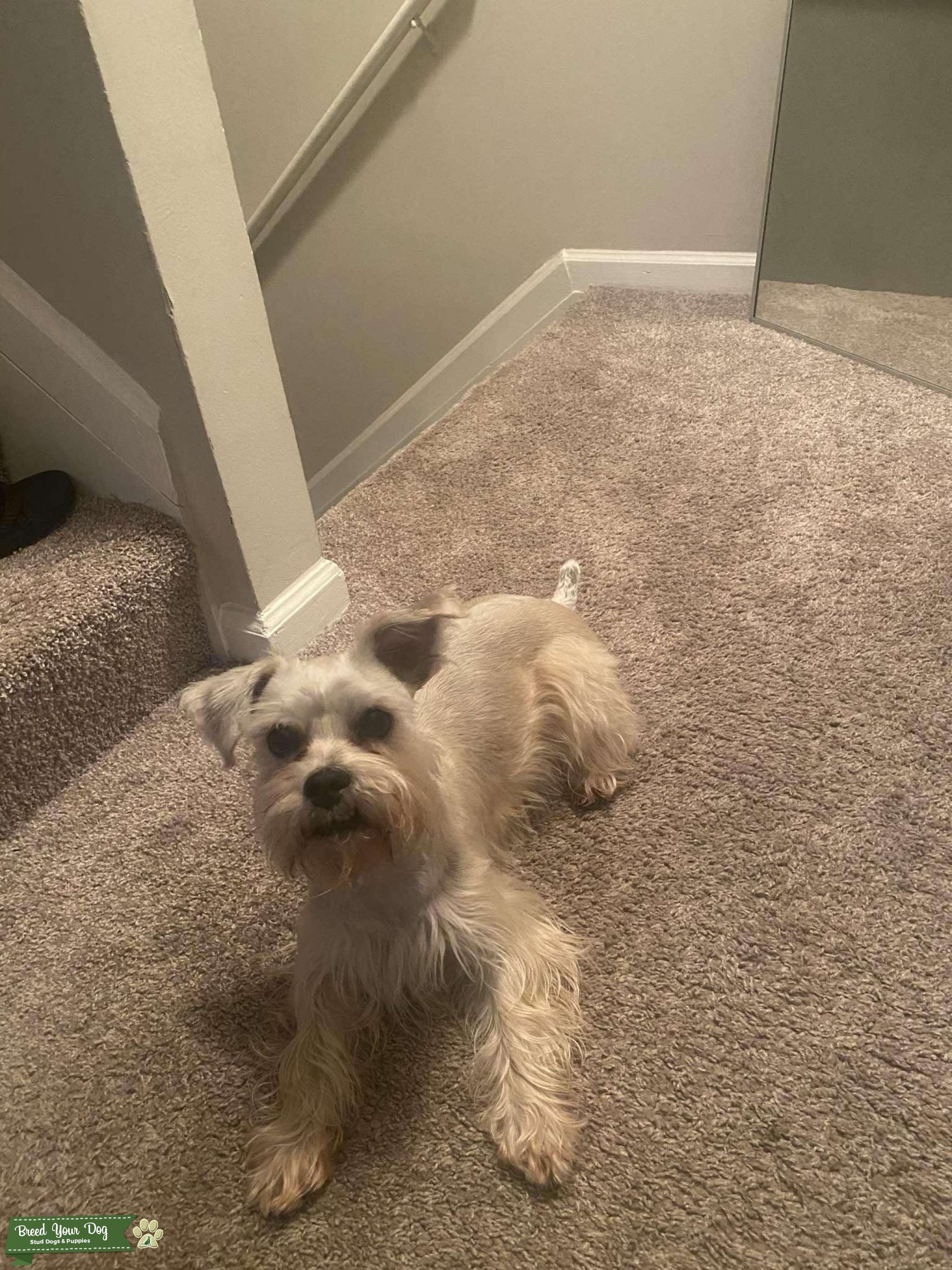 Tan Miniature Schnauzer - Stud Dog in Brookhaven, Malaysia | Breed Your Dog