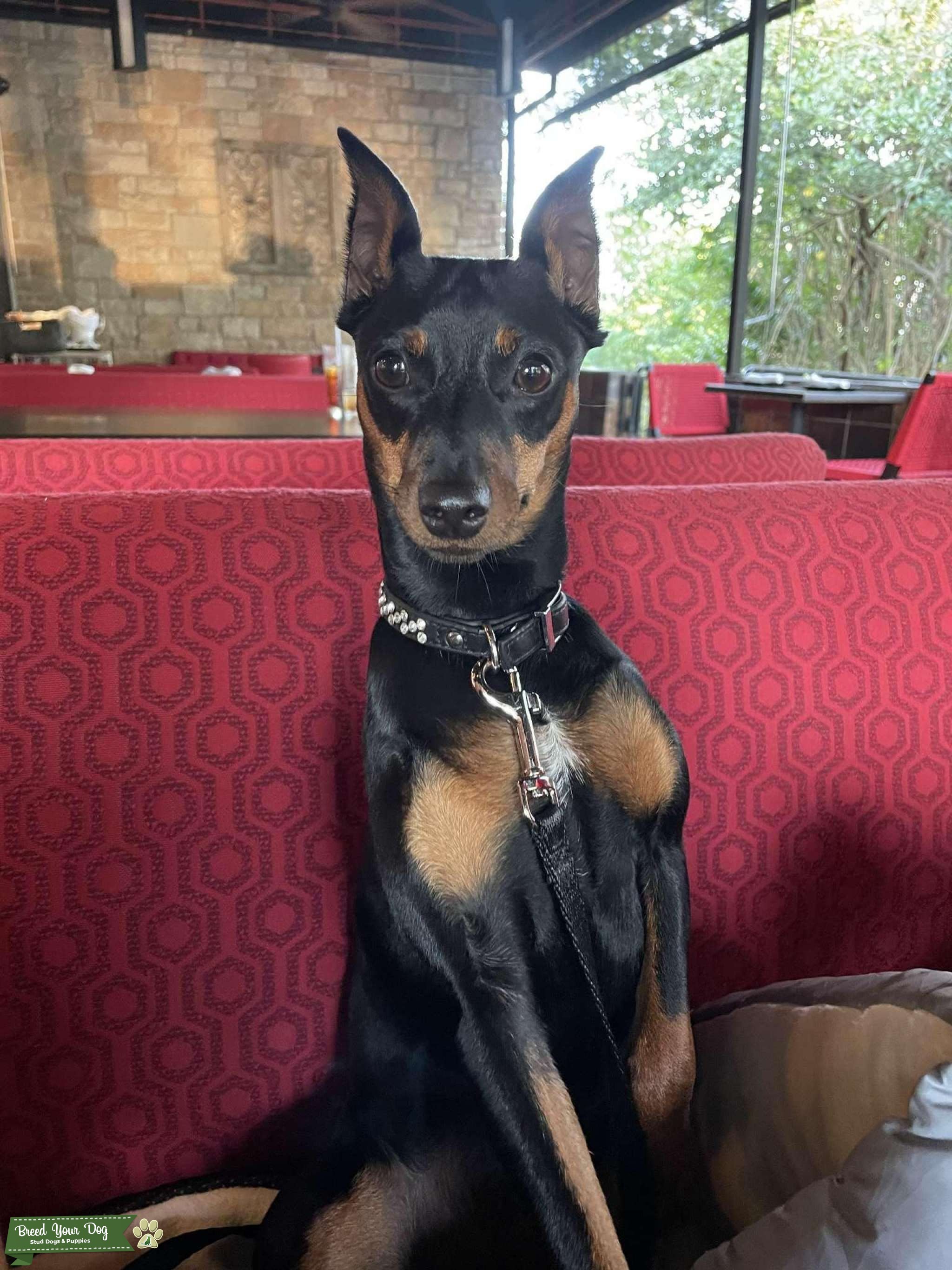 Black and tan min pin - Stud Dog in Brooklyn ny, the United States ...